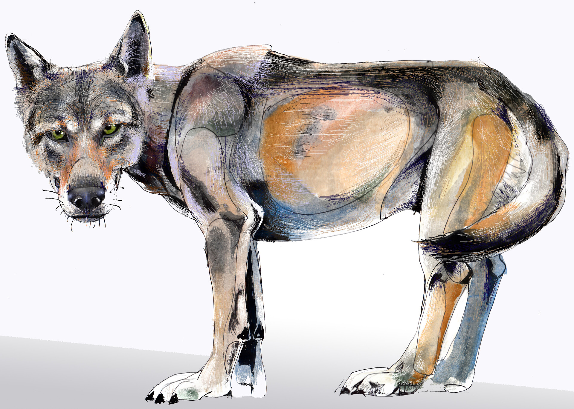 Wolf Dog Drawing : Arctic Wolf Dog Drawing Silhouette Clip Art Wolf ...