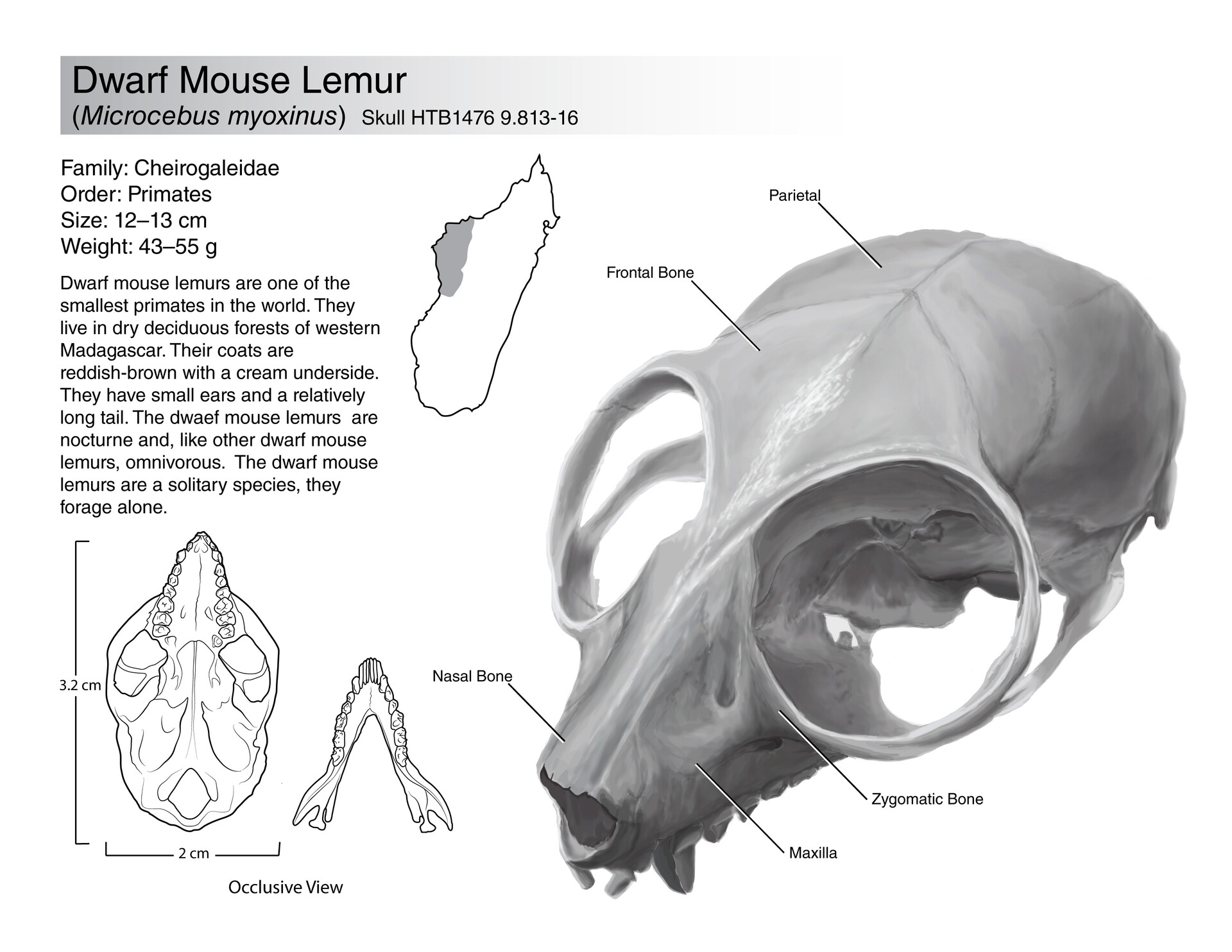 ArtStation - Dwarf Mouse Lemur