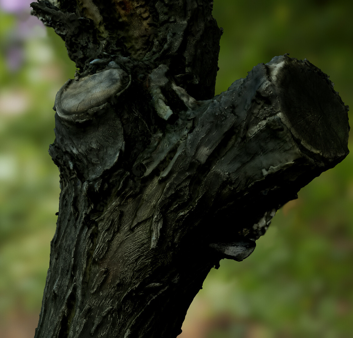 Jonathon Gregory Bick - Photogrammetry: Stumpy Tree