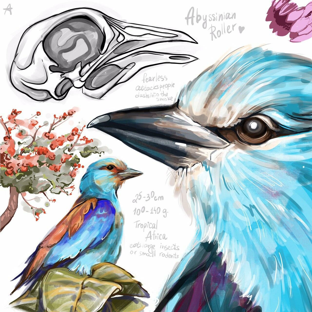 ArtStation - Animal studies (birds)