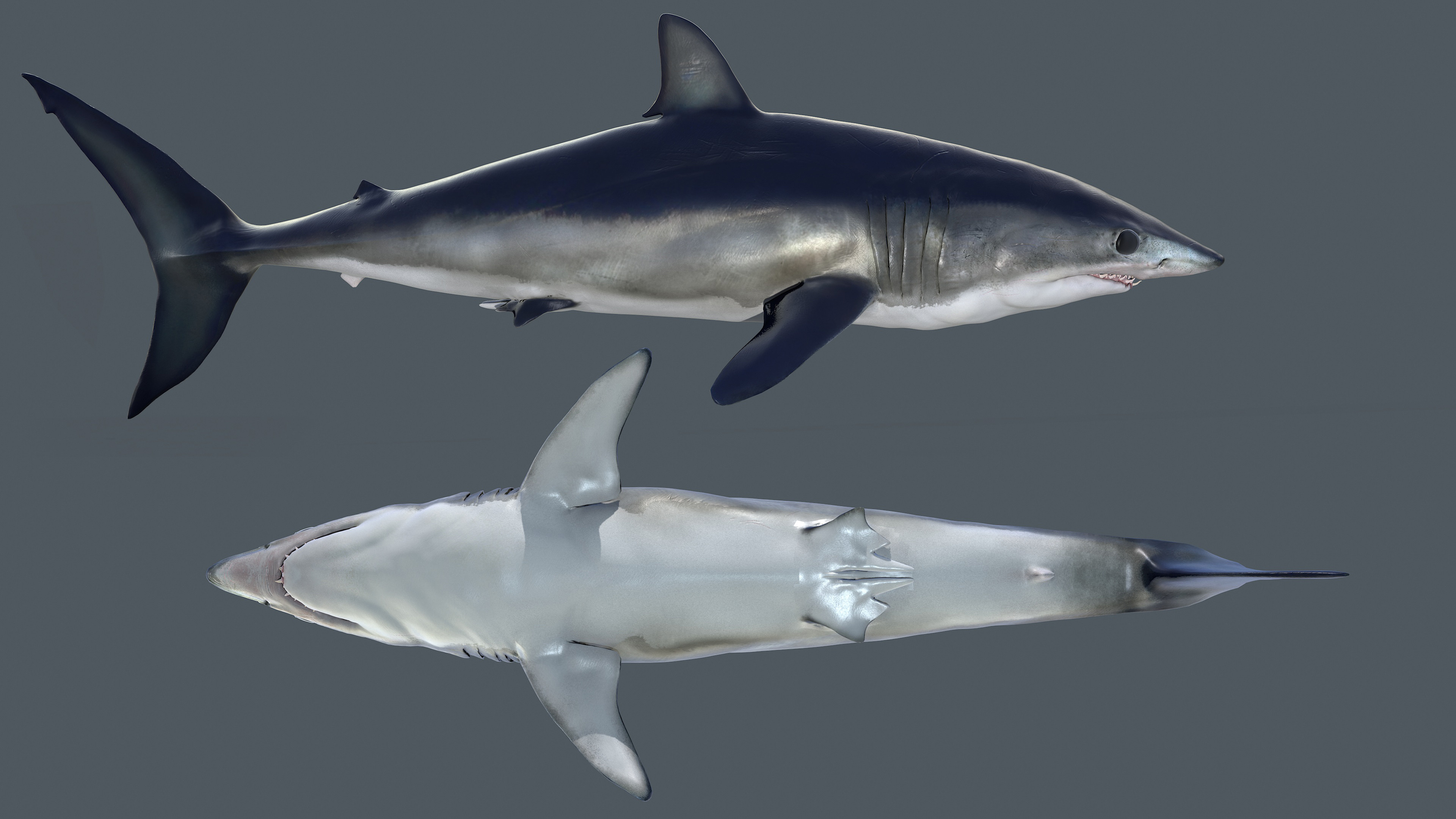 Nolan Jacobs - Short-fin Mako Shark