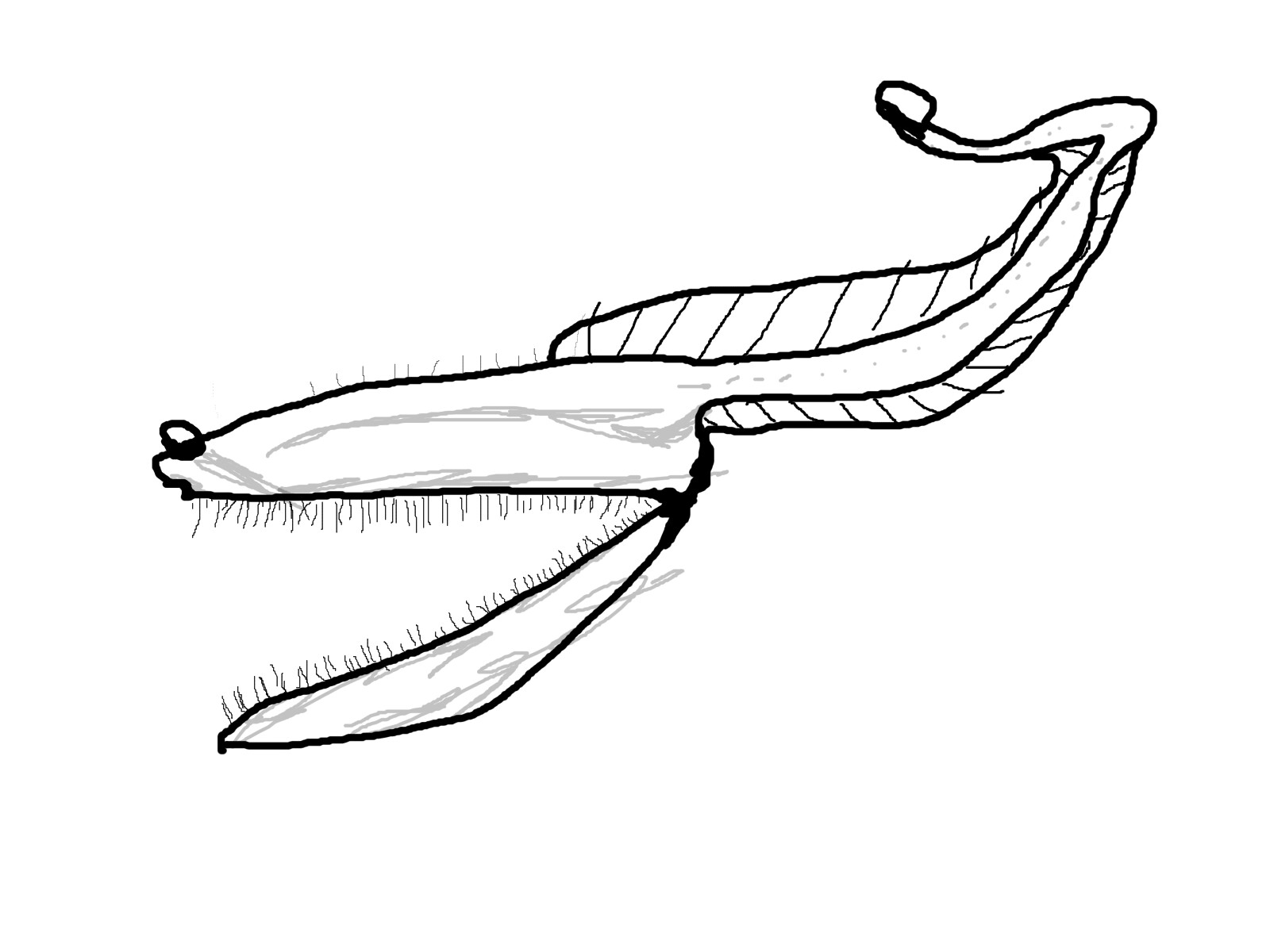 pelican eel coloring page