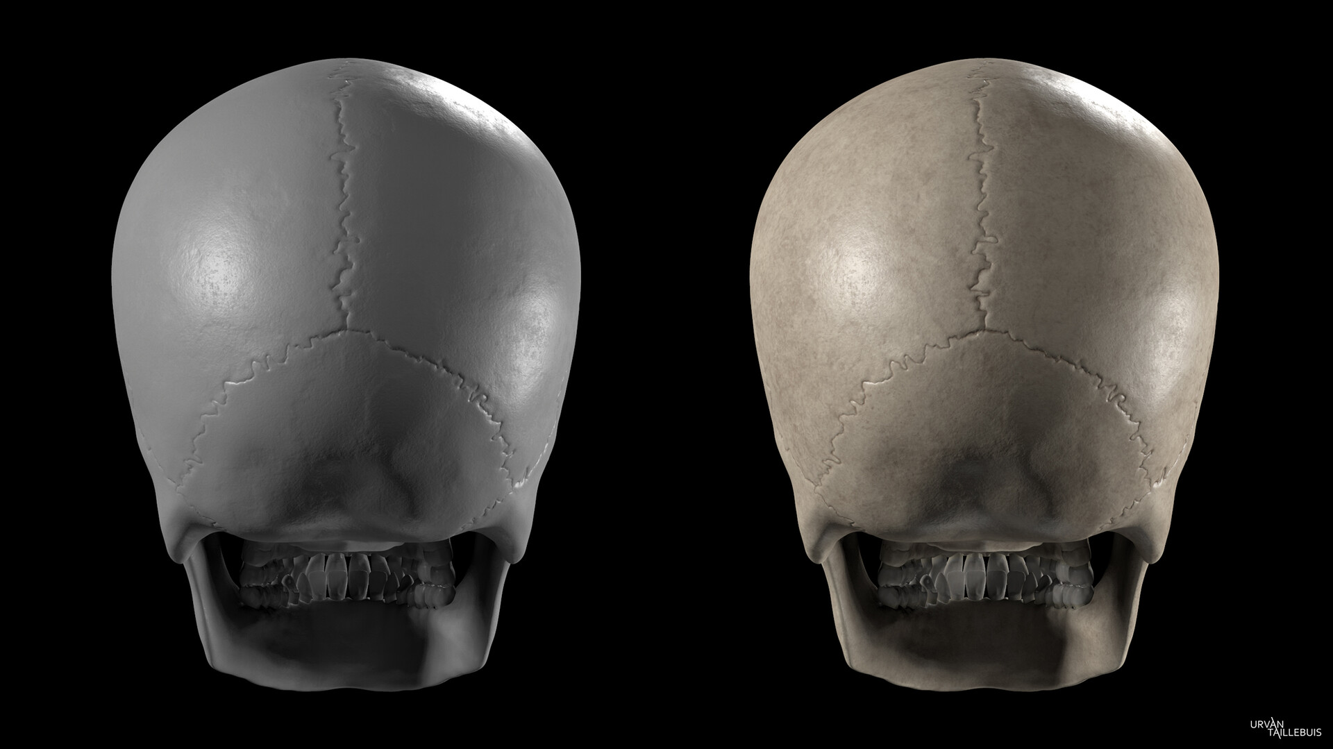Urvan Taillebuis - Human Skull Study