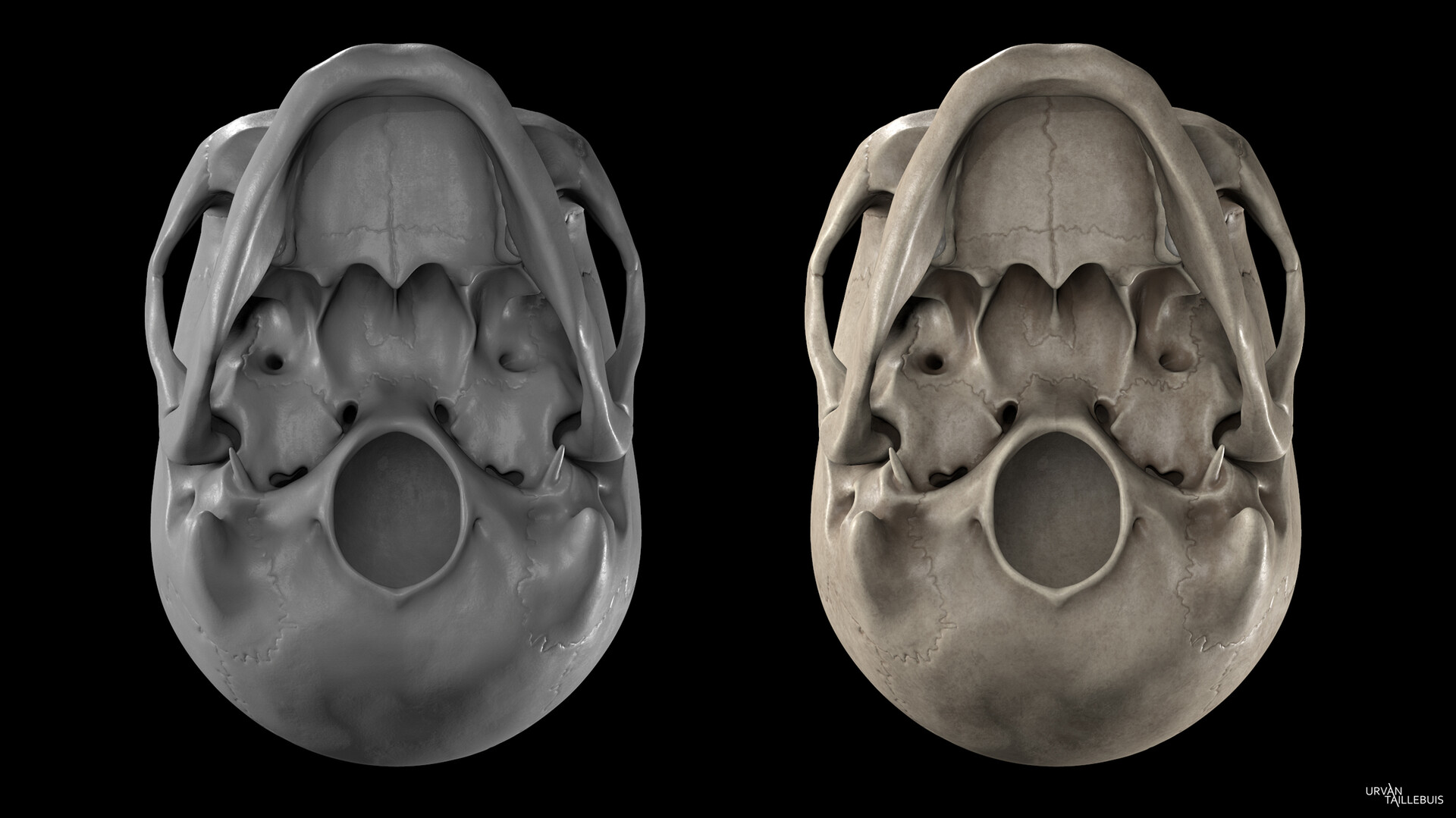 Urvan Taillebuis - Human Skull Study