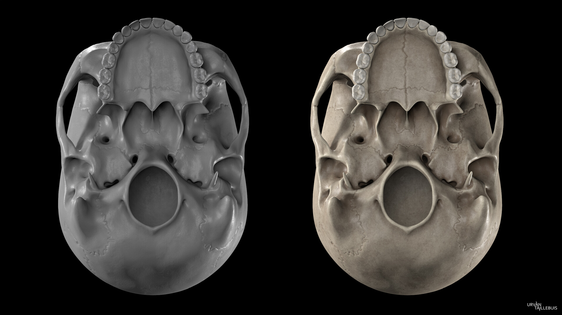 Urvan Taillebuis - Human Skull Study