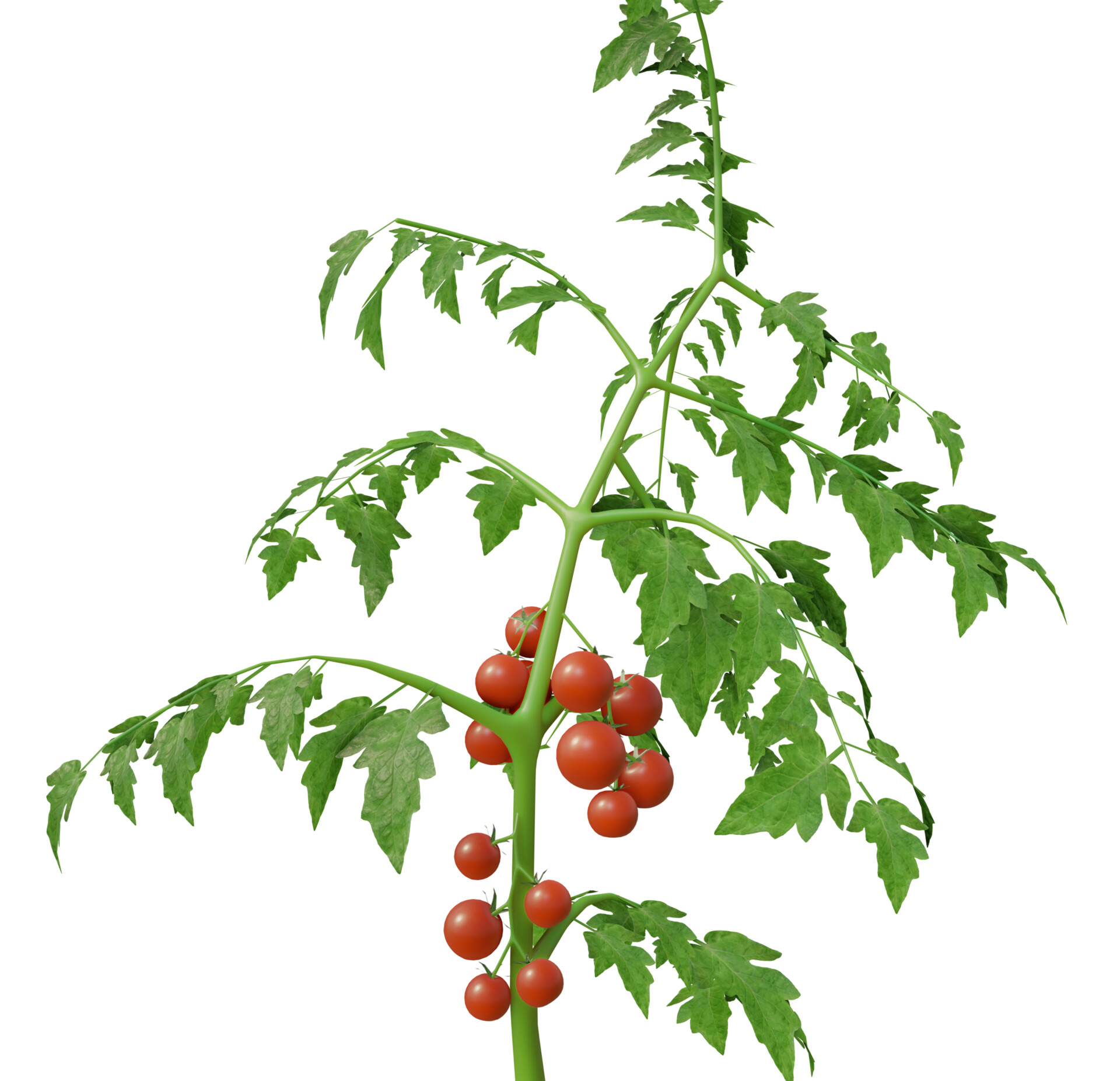 Tomatoes Plant Png