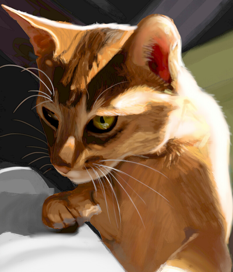 ArtStation - Cat Study
