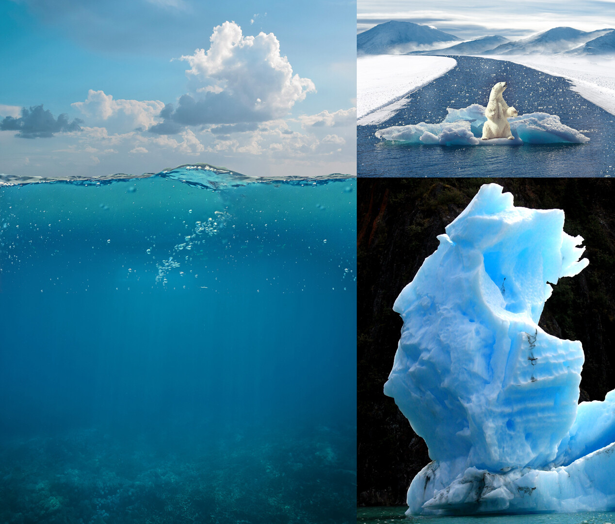 Simon Giesl - Ice Bear of Success