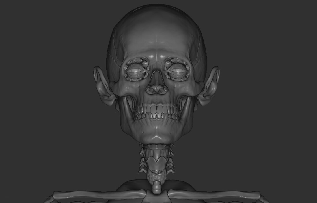 ArtStation - Skull 3D Sculpt