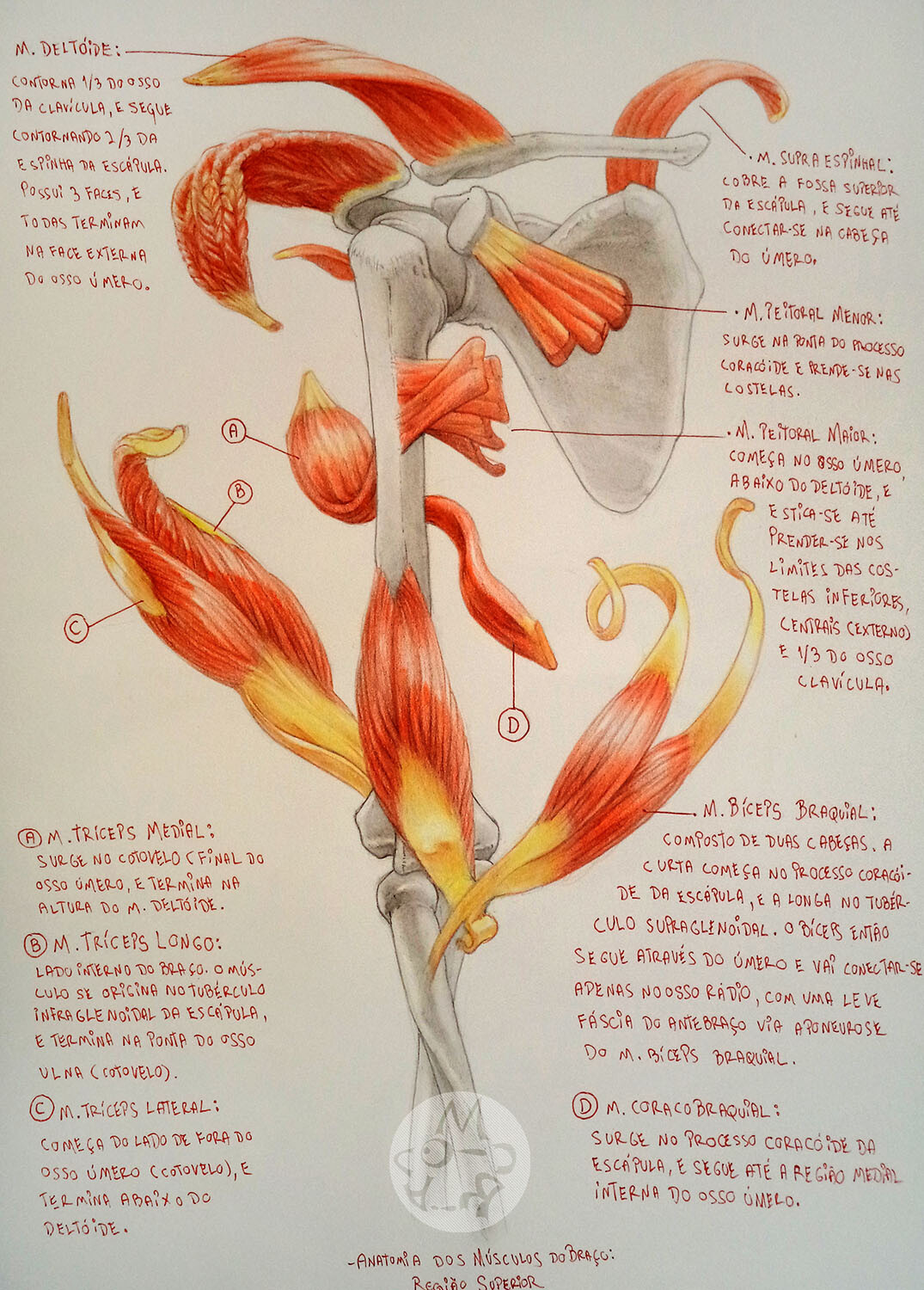 ArtStation - Upper arm anatomy dissection