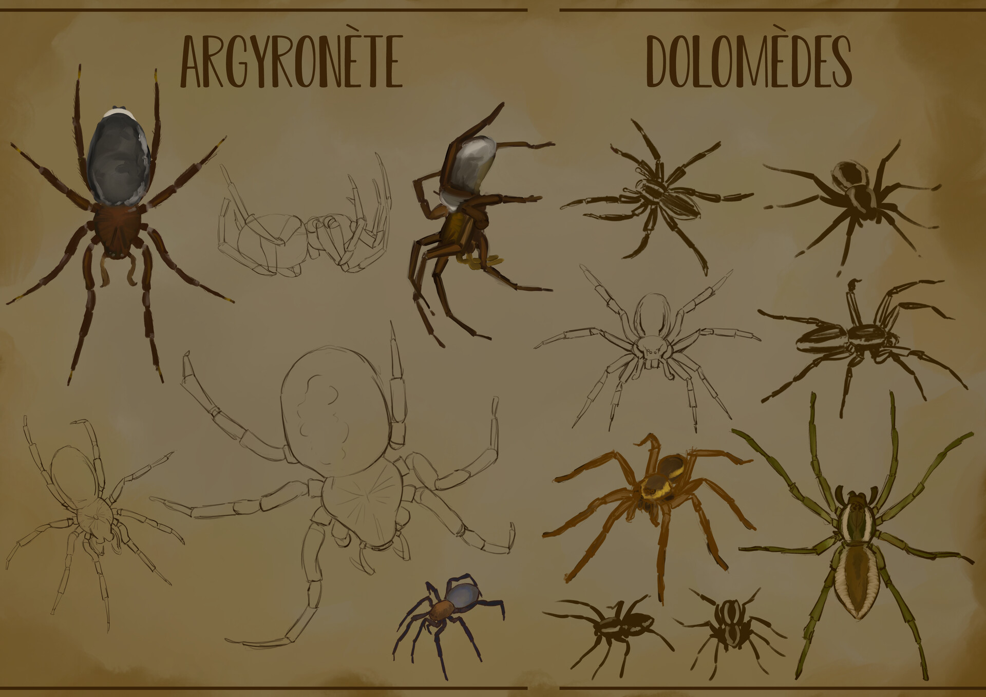 ArtStation - Studies - Spiders