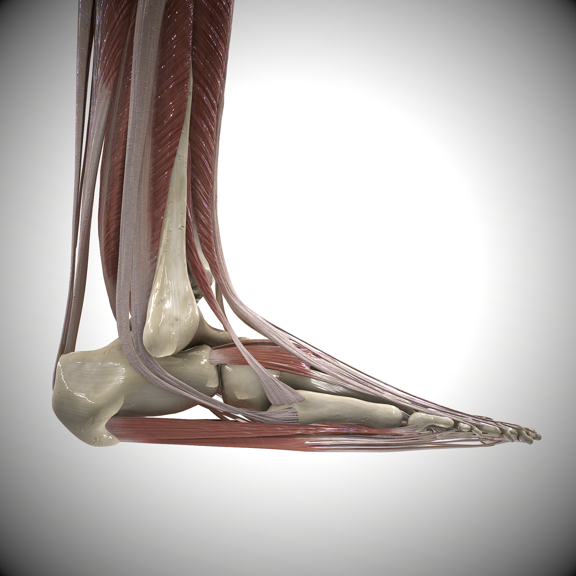Josh Stoneley 3D Art - Leg Muscle Study (Realtime)