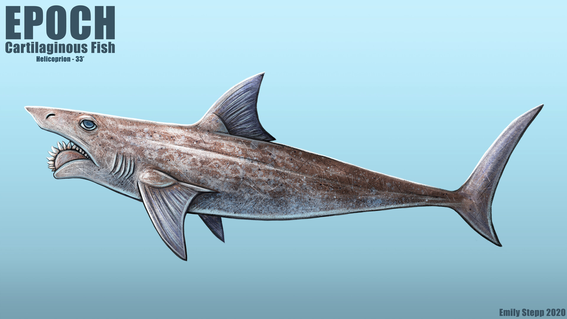 Cartilaginous Fish Diagram