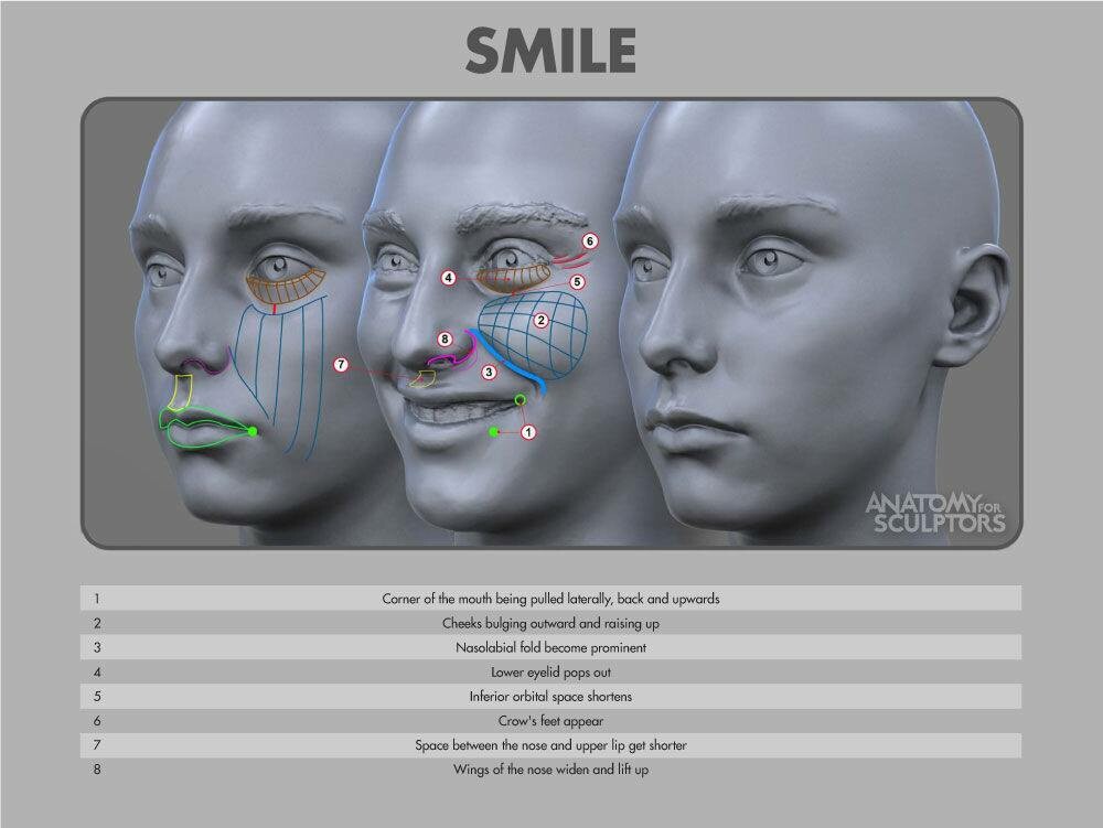 anatomy-for-sculptors-smile-forms-front-view-artists.jpg (1000×751)
