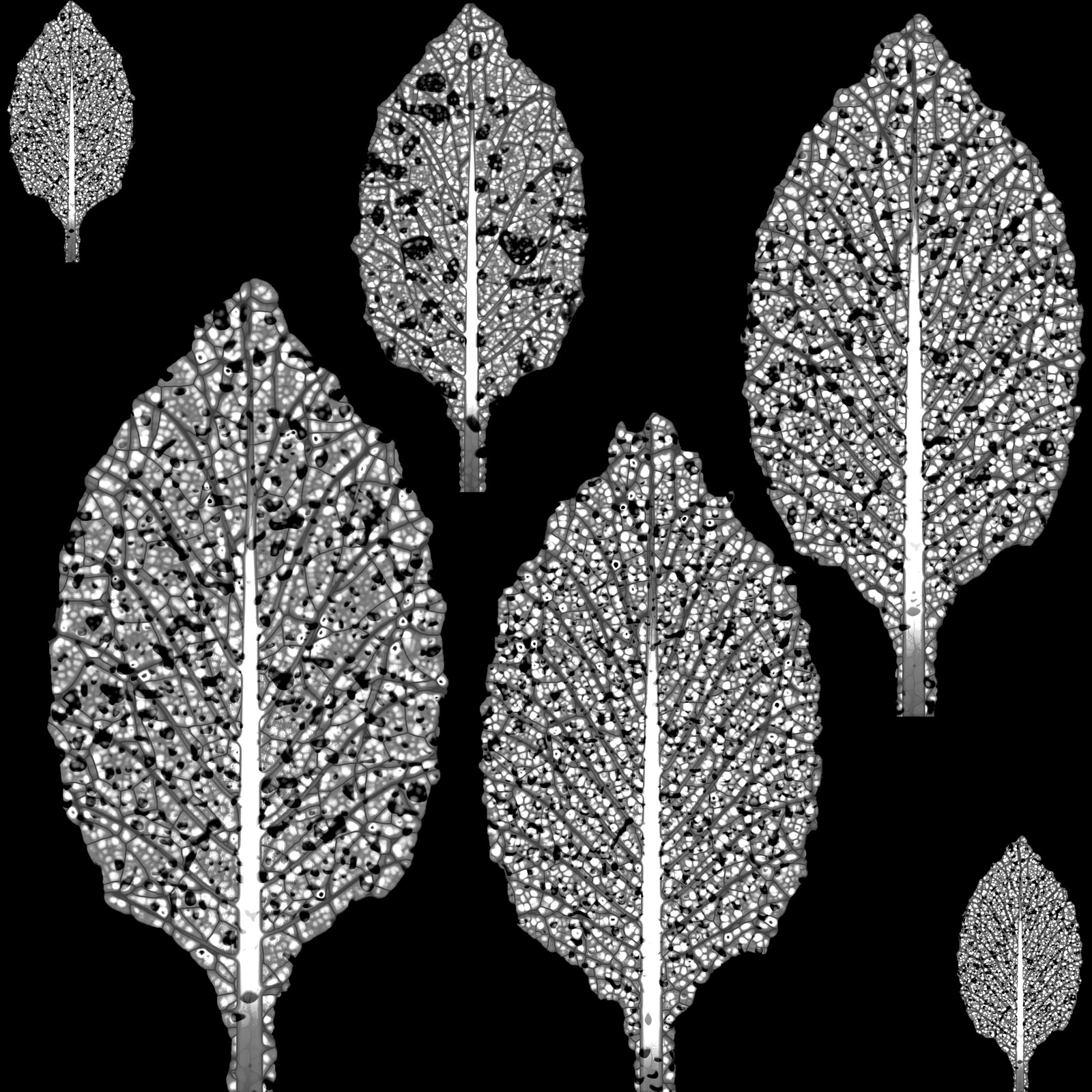 Edison - Procedural Leaf Texture To Unreal Engine Material Workflow Study.