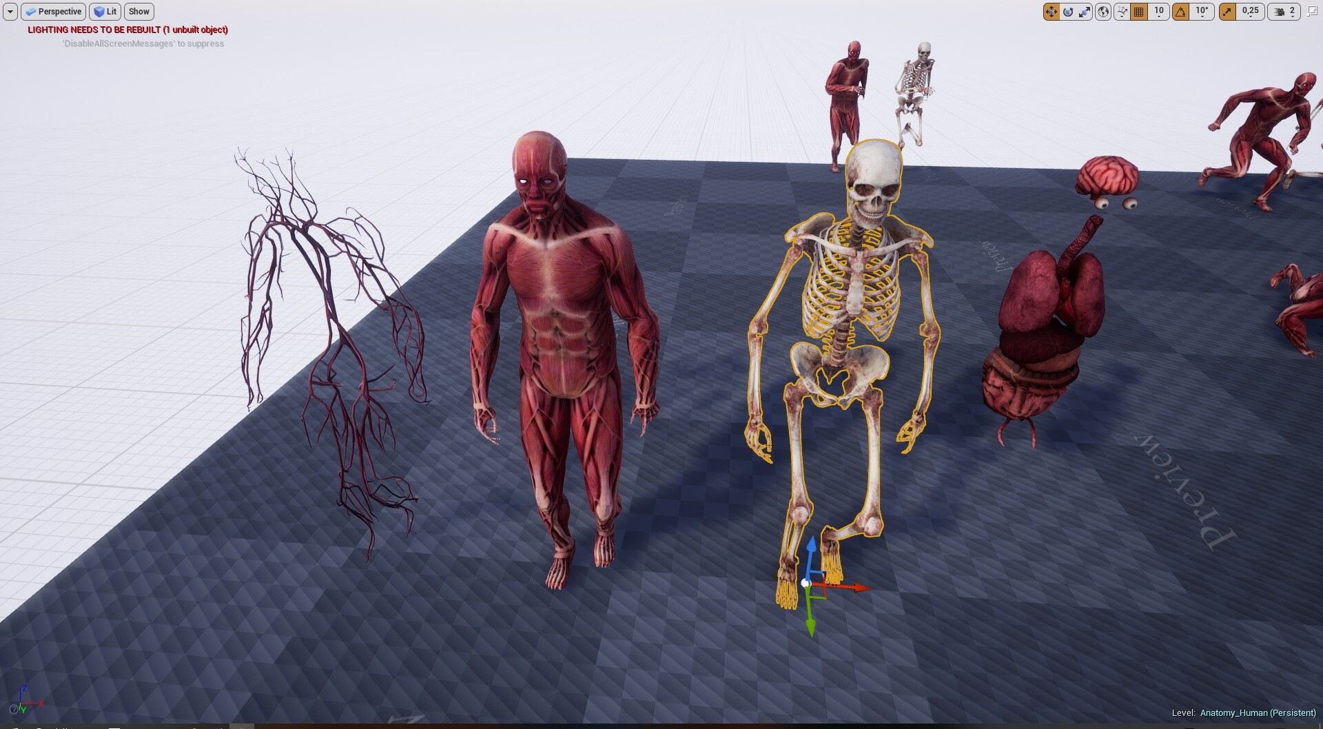 ChaseDigital_LLC - RIgged and Animated Human Anatomy on UE4