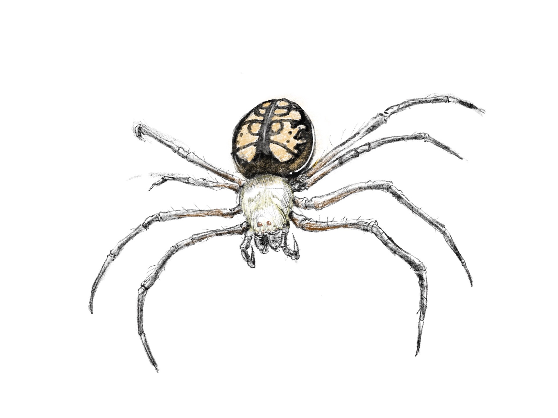 ArtStation - the spider