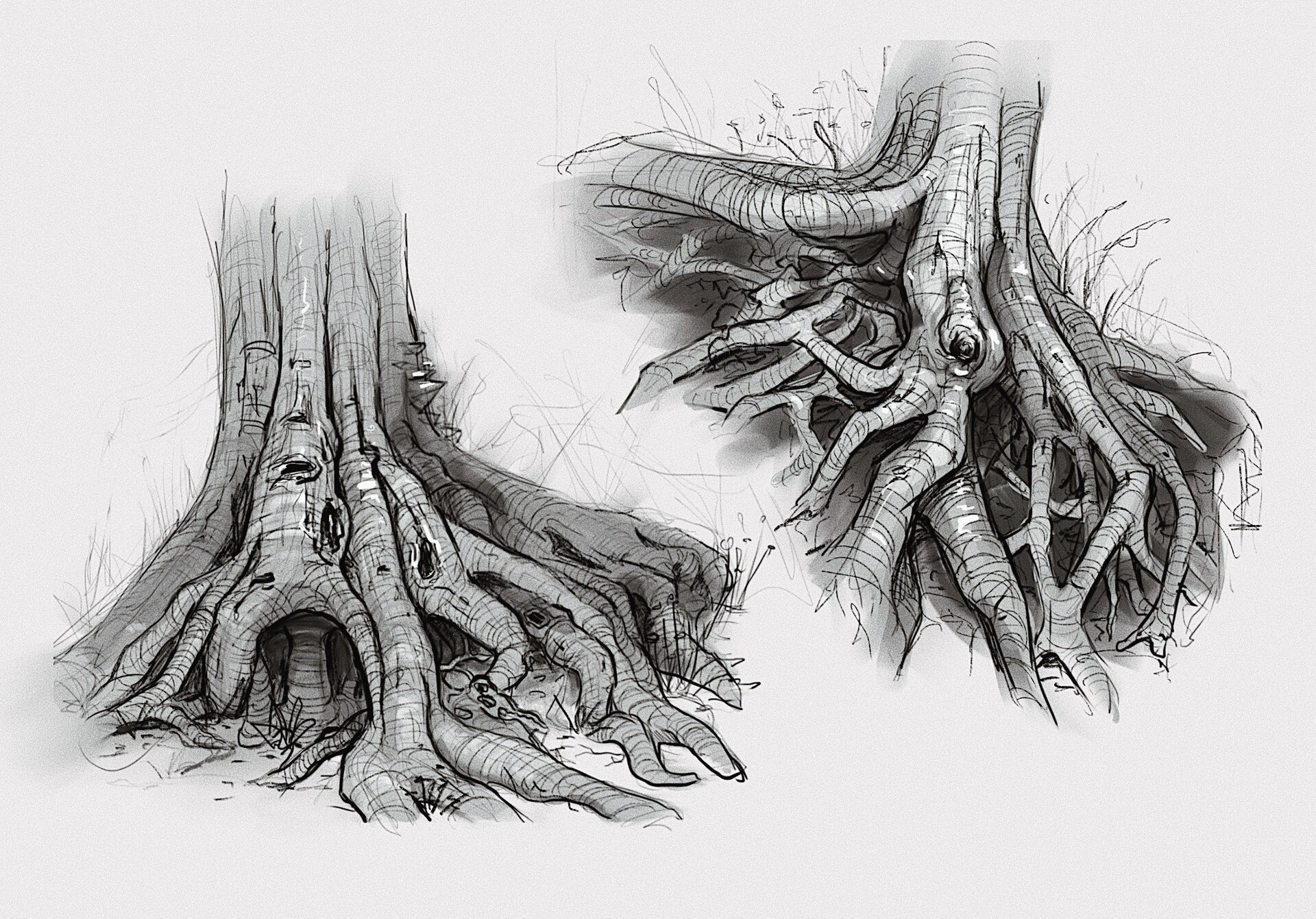 Pencil Drawing Of Tree Roots