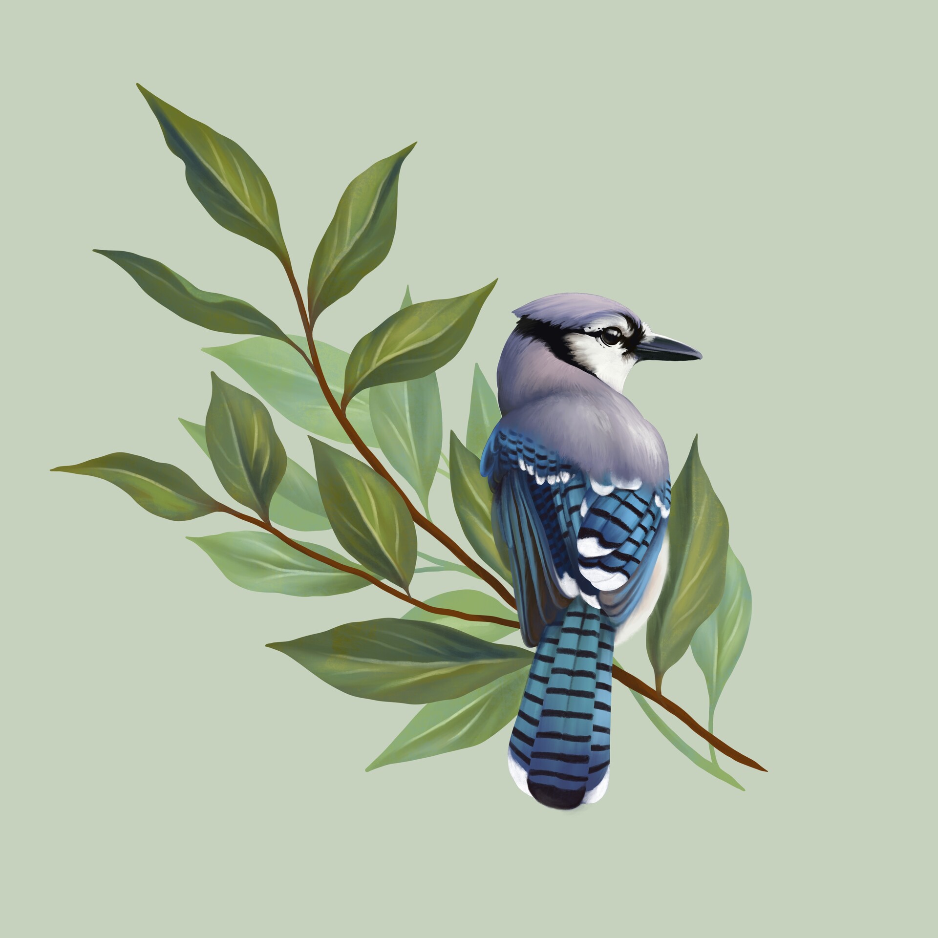 ArtStation - Blue jay