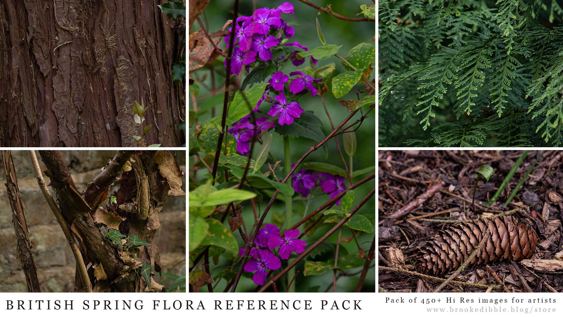 Brooke Dibble - British Spring Flora reference pack