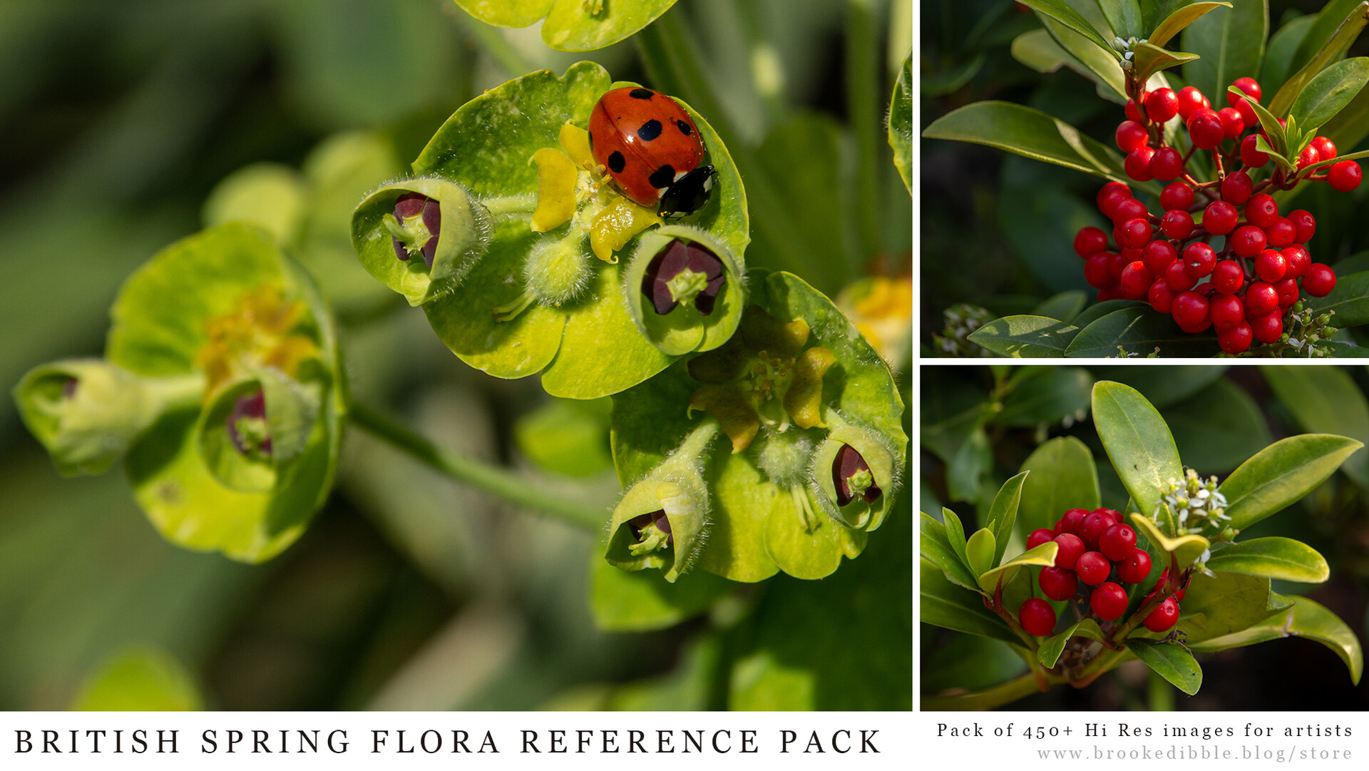 Brooke Dibble - British Spring Flora reference pack