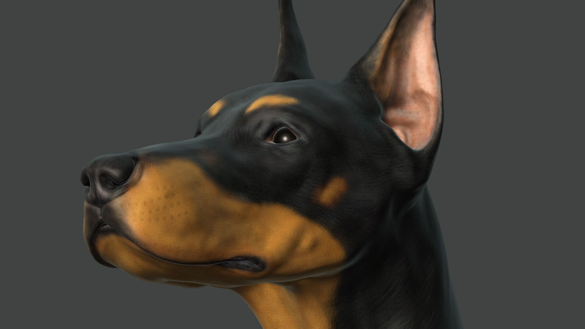 David Blaya - Creature Artist - Doberman pinscher | Anatomy study