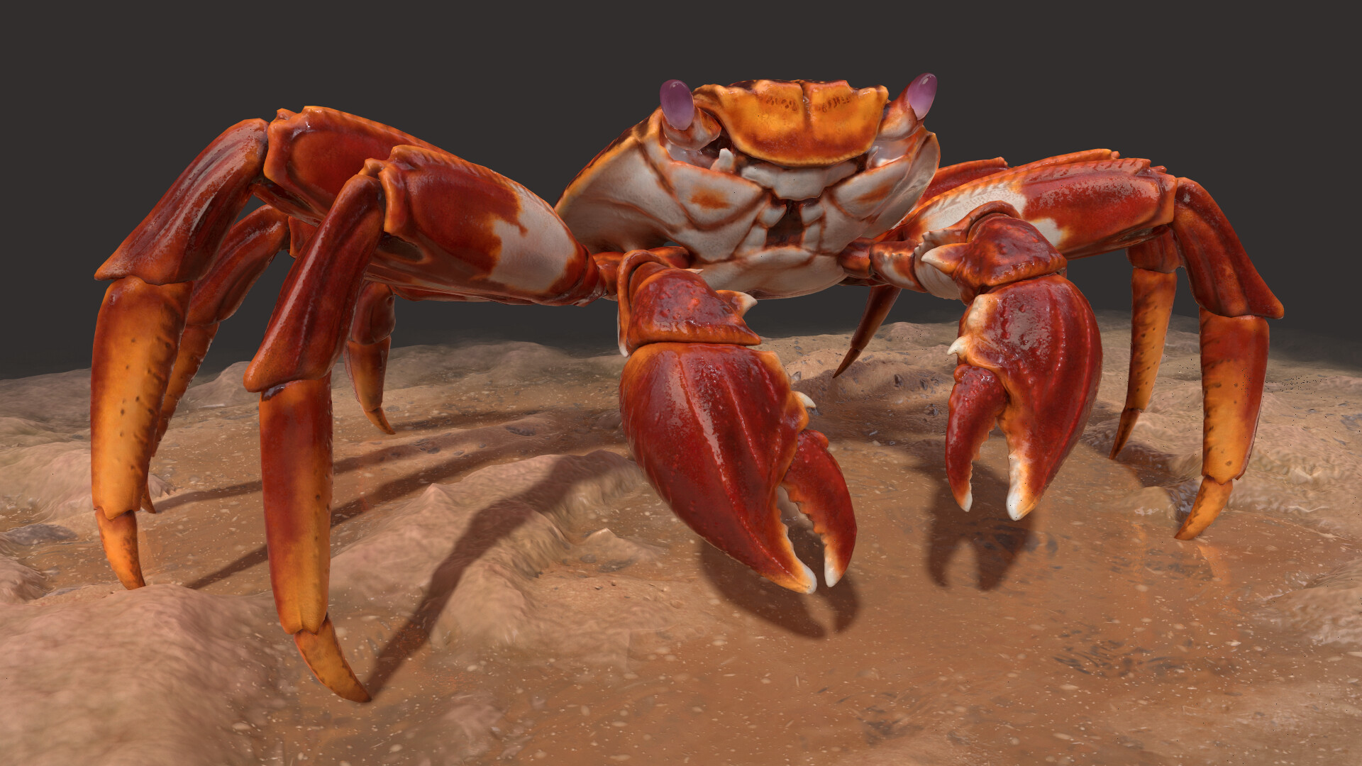 Amber Harty - Sally Light Foot Crab