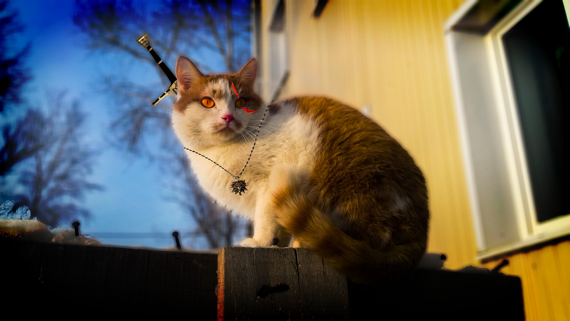 ArtStation - THE WITCHER CAT