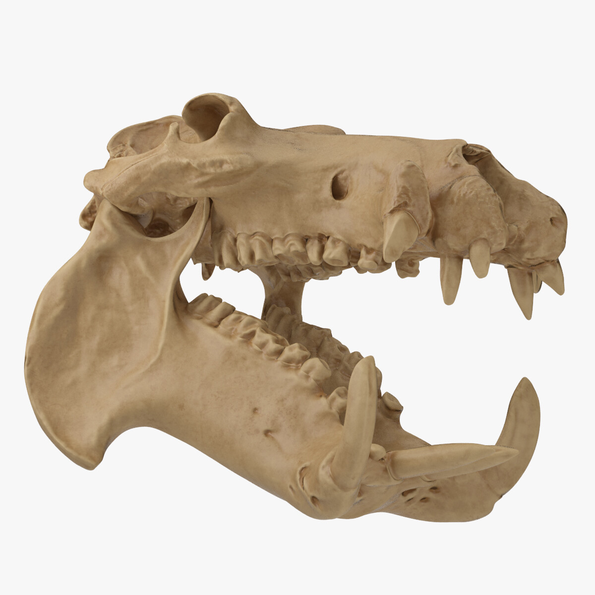 ArtStation - skull retopology