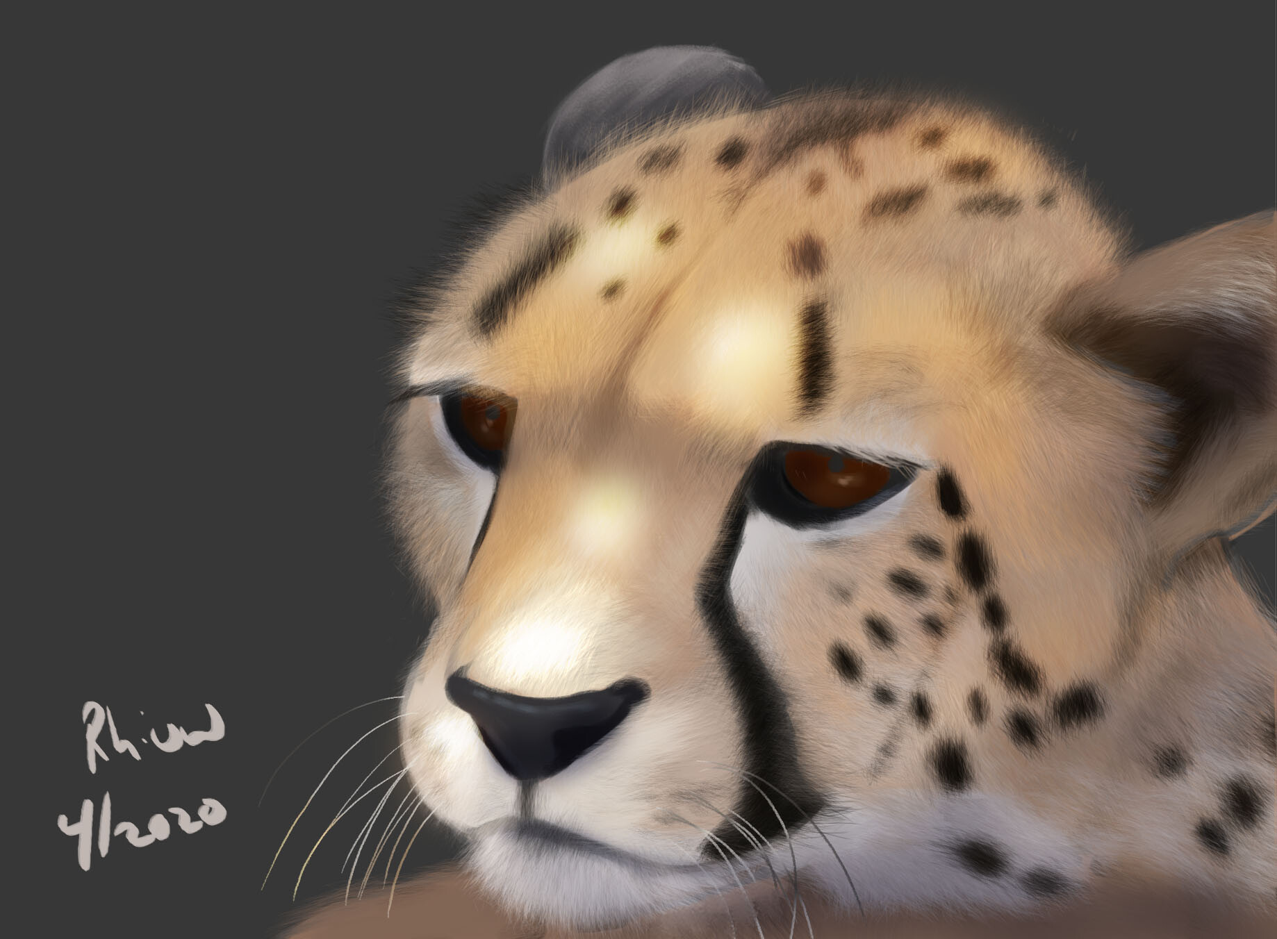ArtStation - Cheetah Study 2