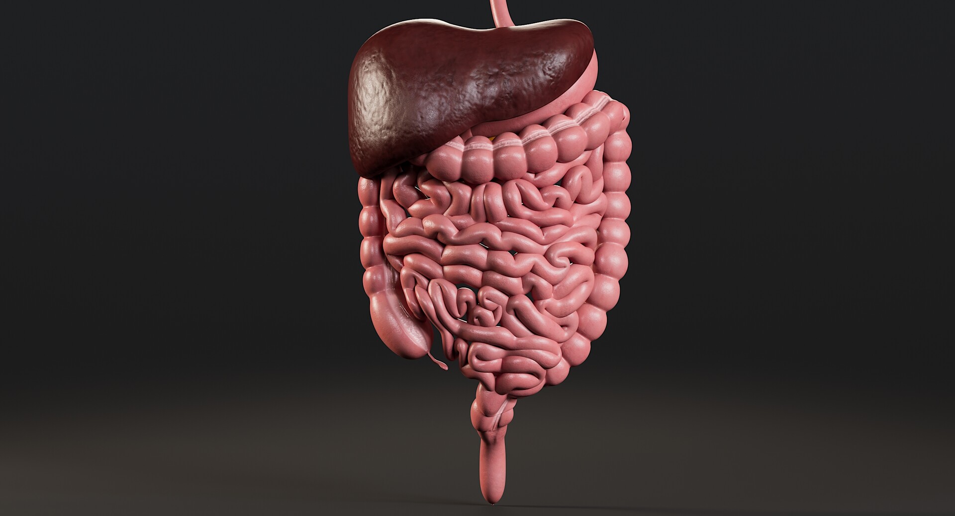 ArtStation - 3D model of Digestive System created by NICE PICTURES Studio
