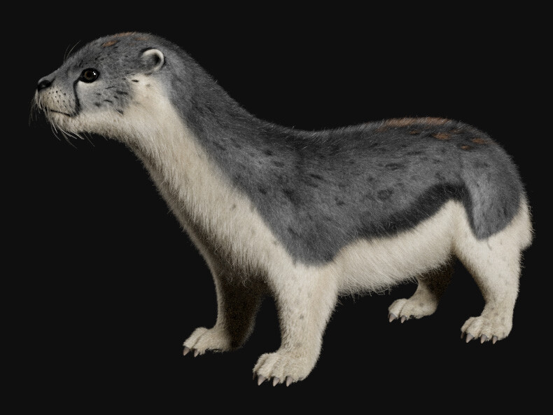 Dark Quilava Pokemon