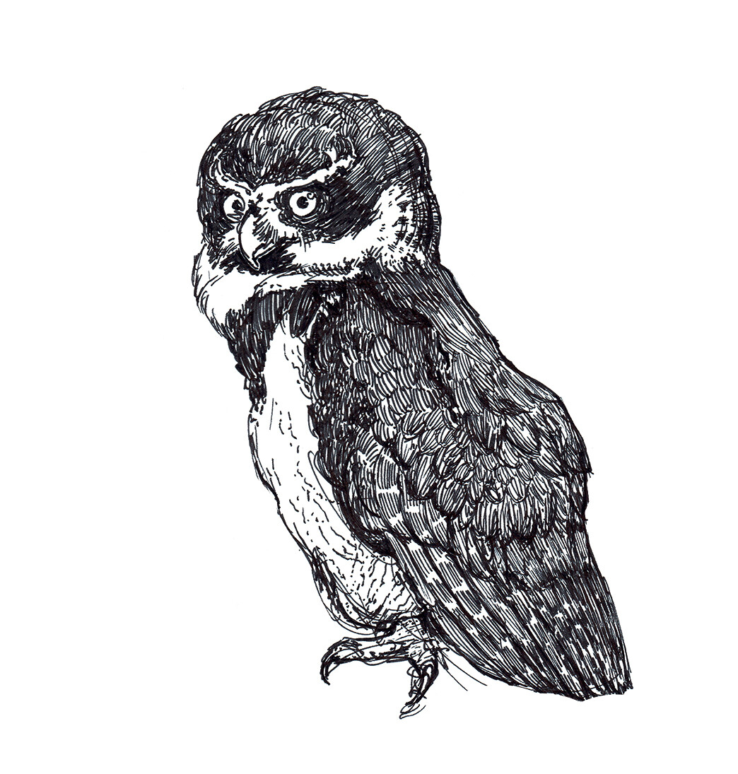 ArtStation - 'Oculus' the Spectacled Owl