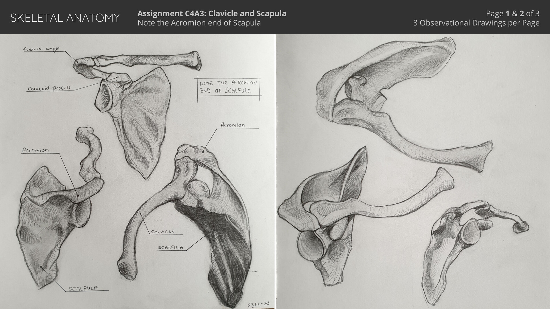 Nanna Skytte - SKELETAL ANATOMY