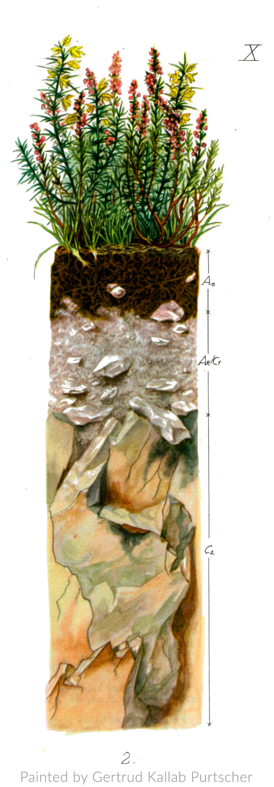 Desert Soil Profile