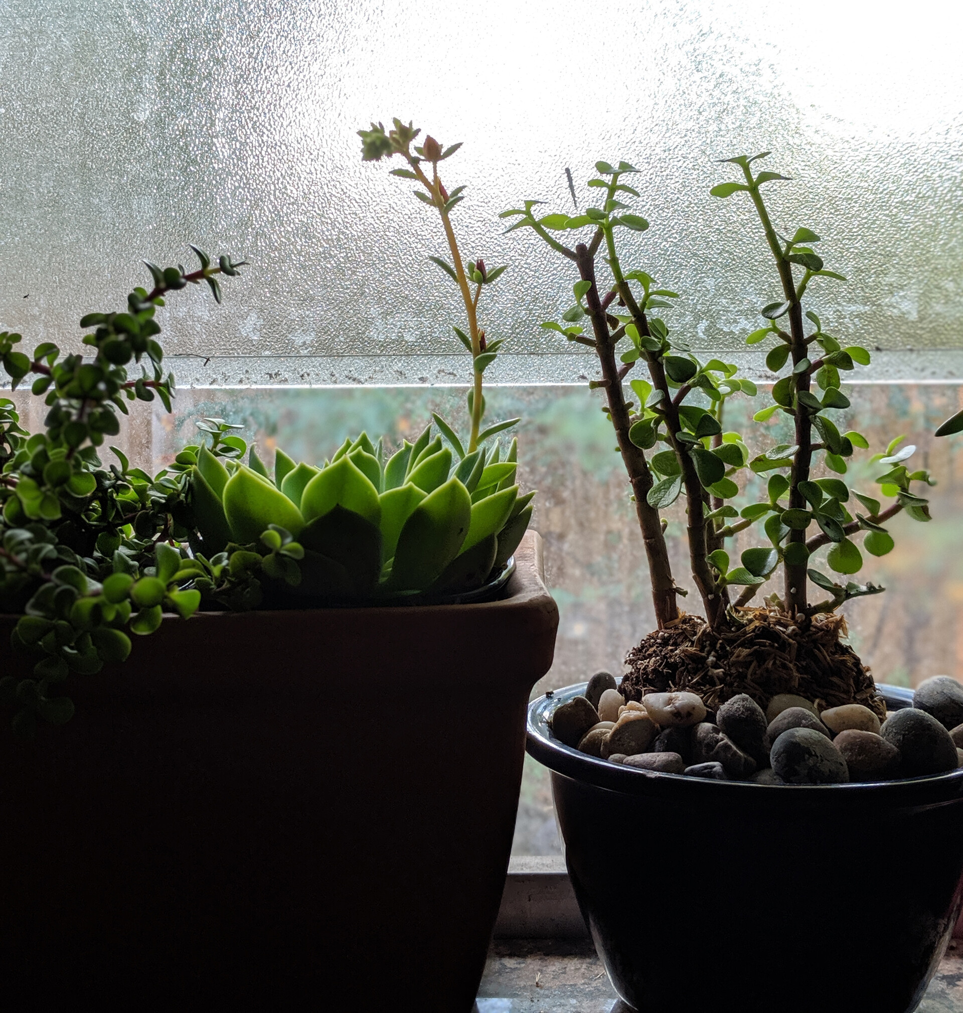 Jonathan Small - Plant