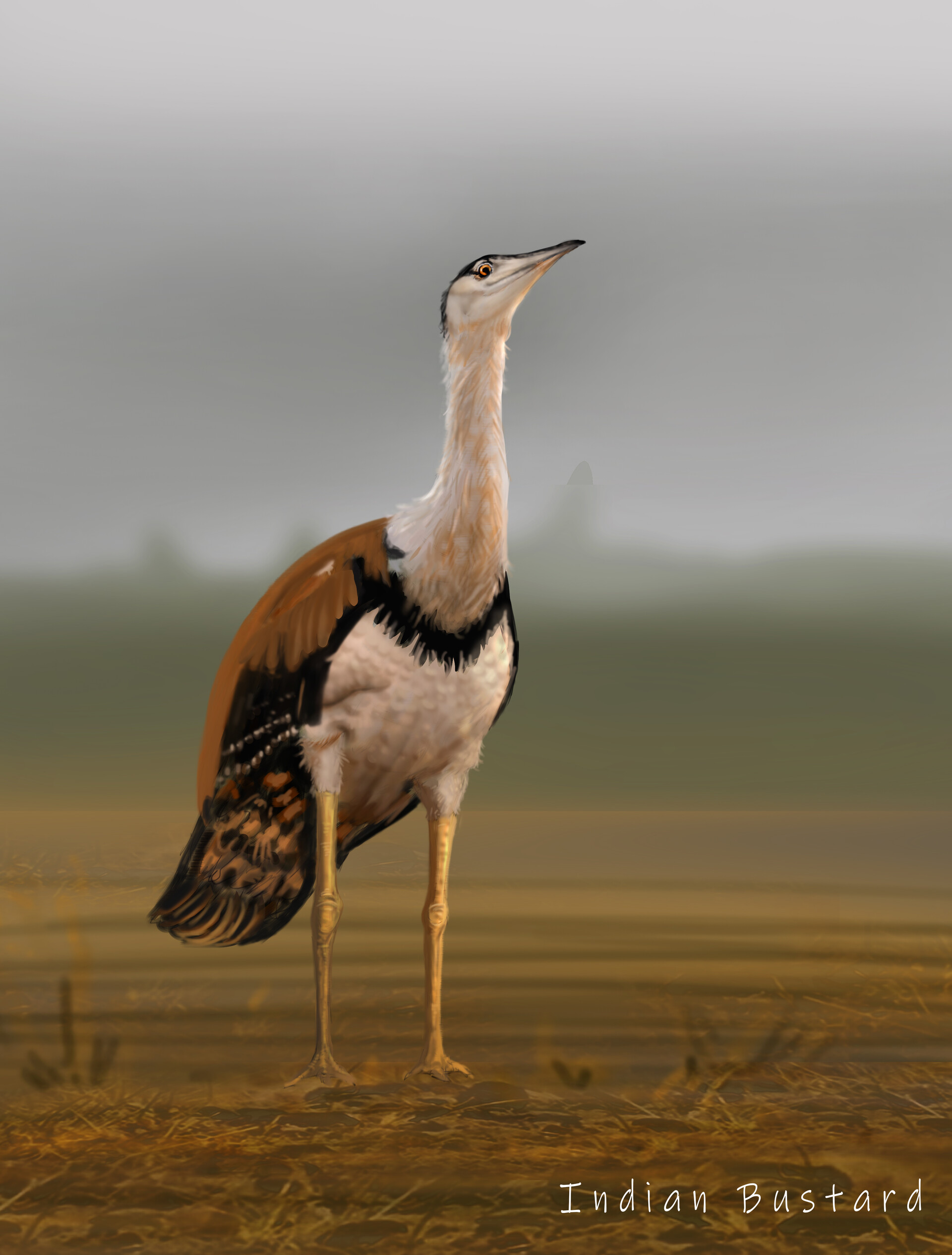 Endangered Indian Birds