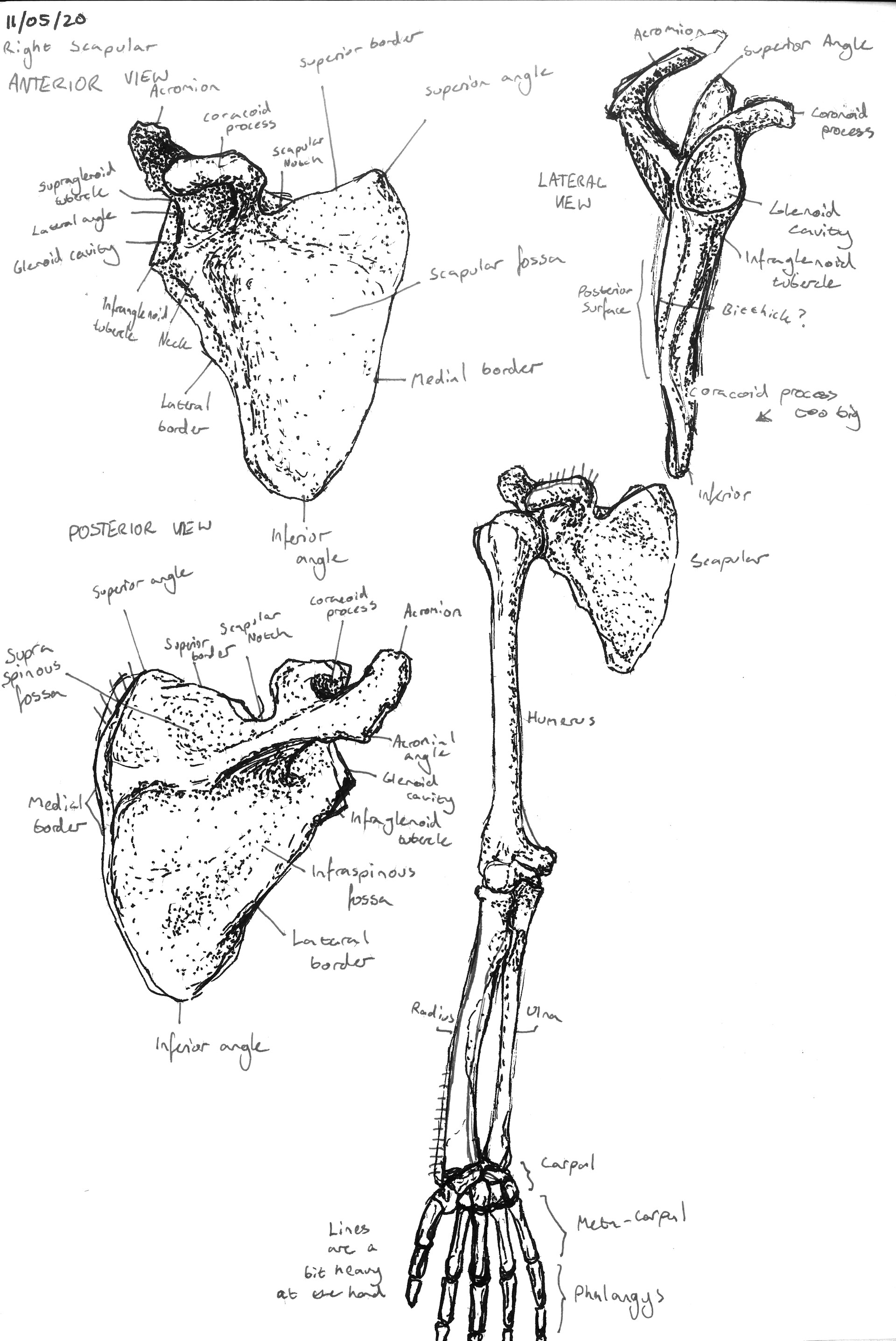ArtStation - Learning Bones 2