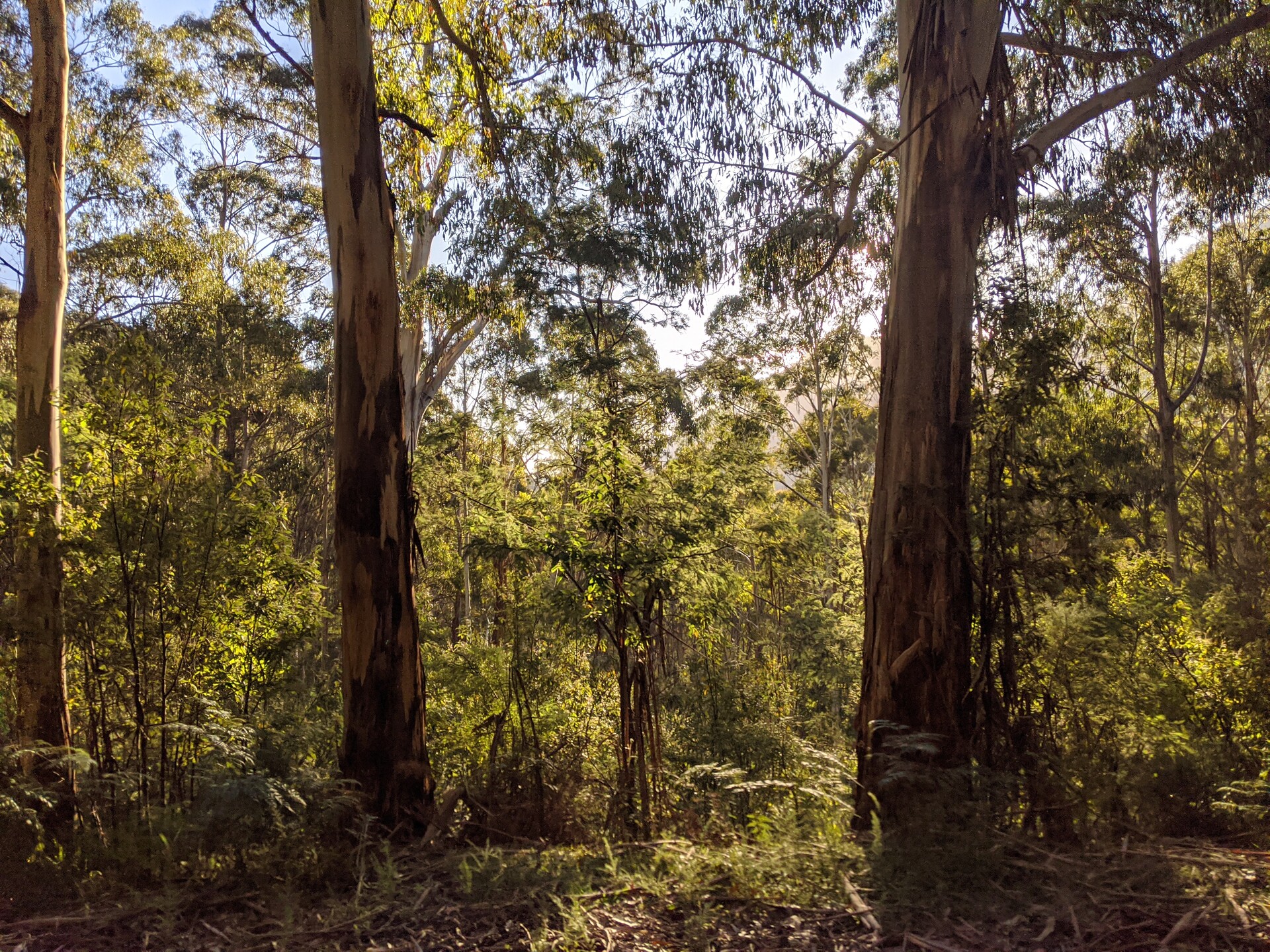 ArtStation - Victorian Alpine National Park.
