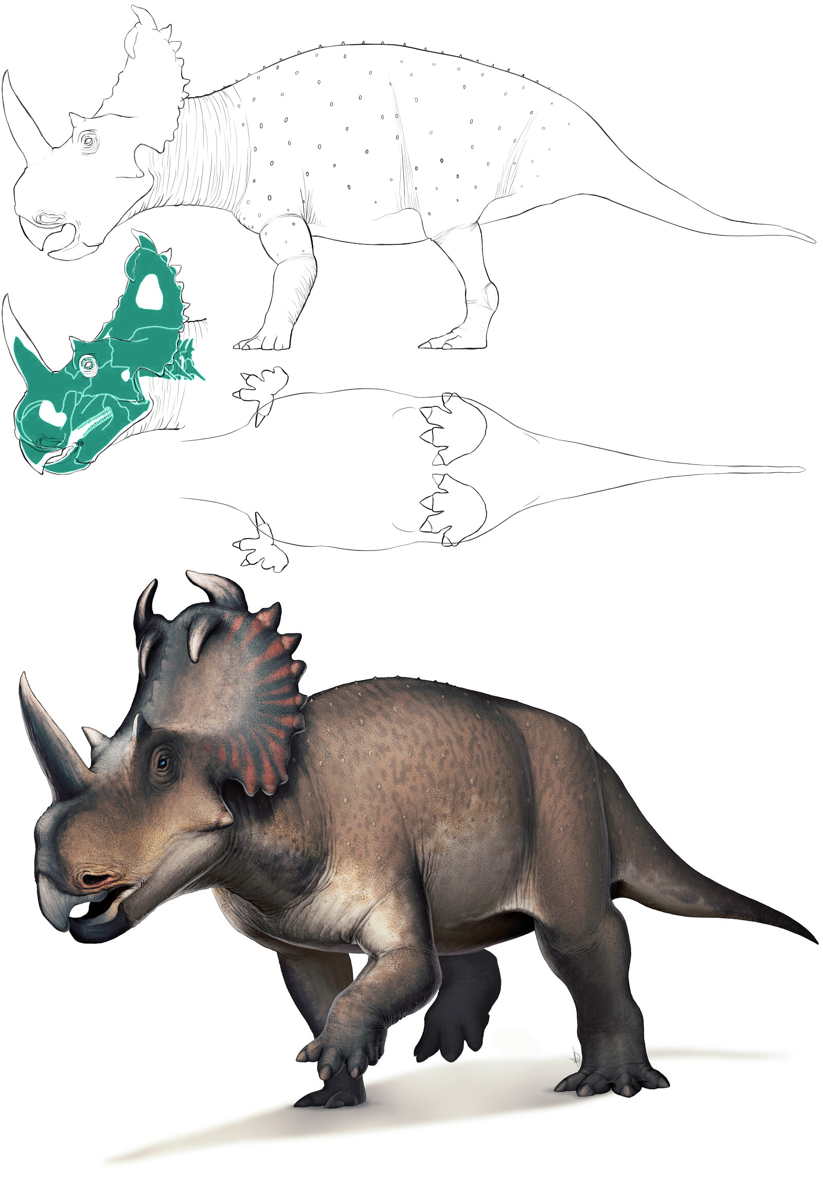 centrosaurus skeletal