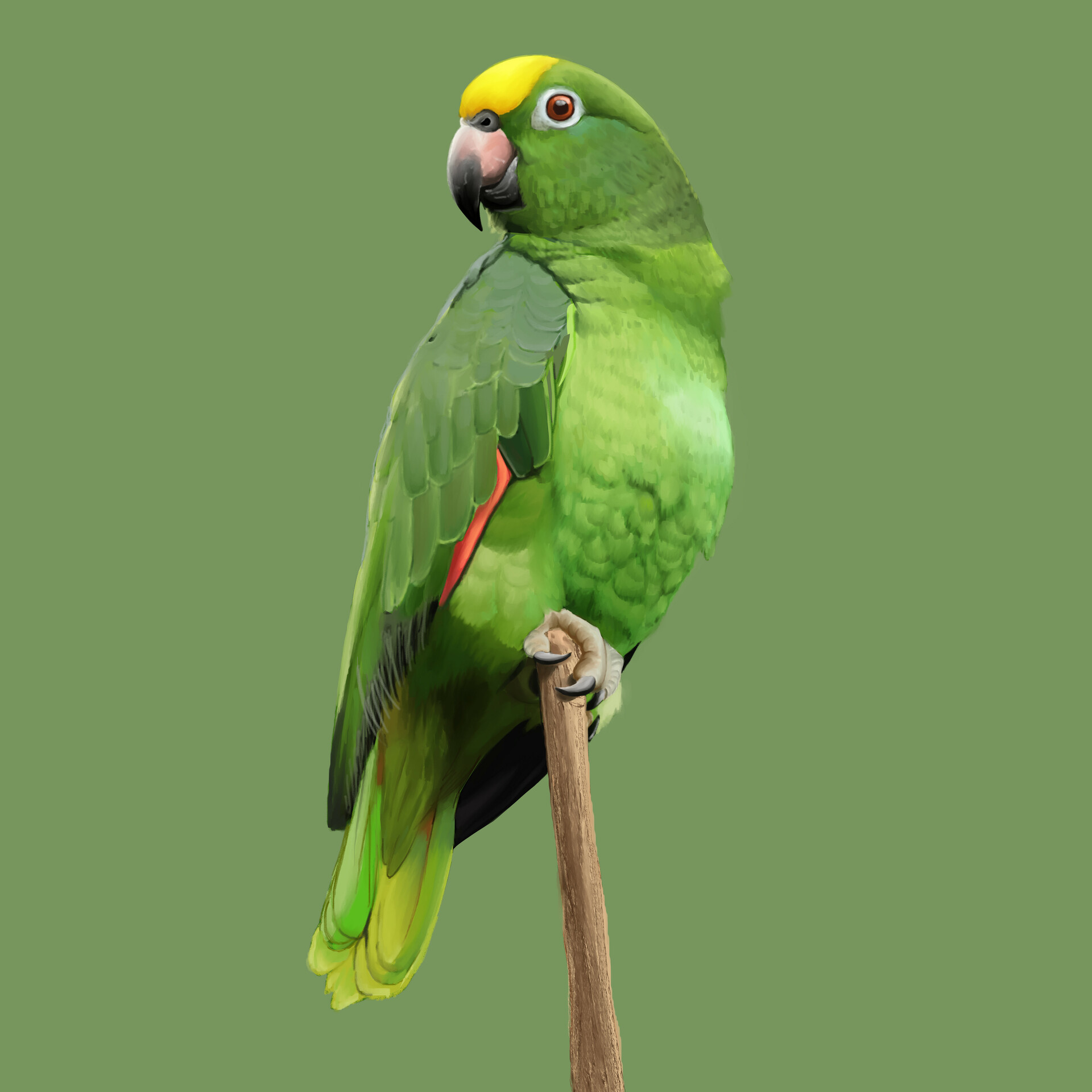 Mikhail Moore - Yellow-Headed Amazon Parrot