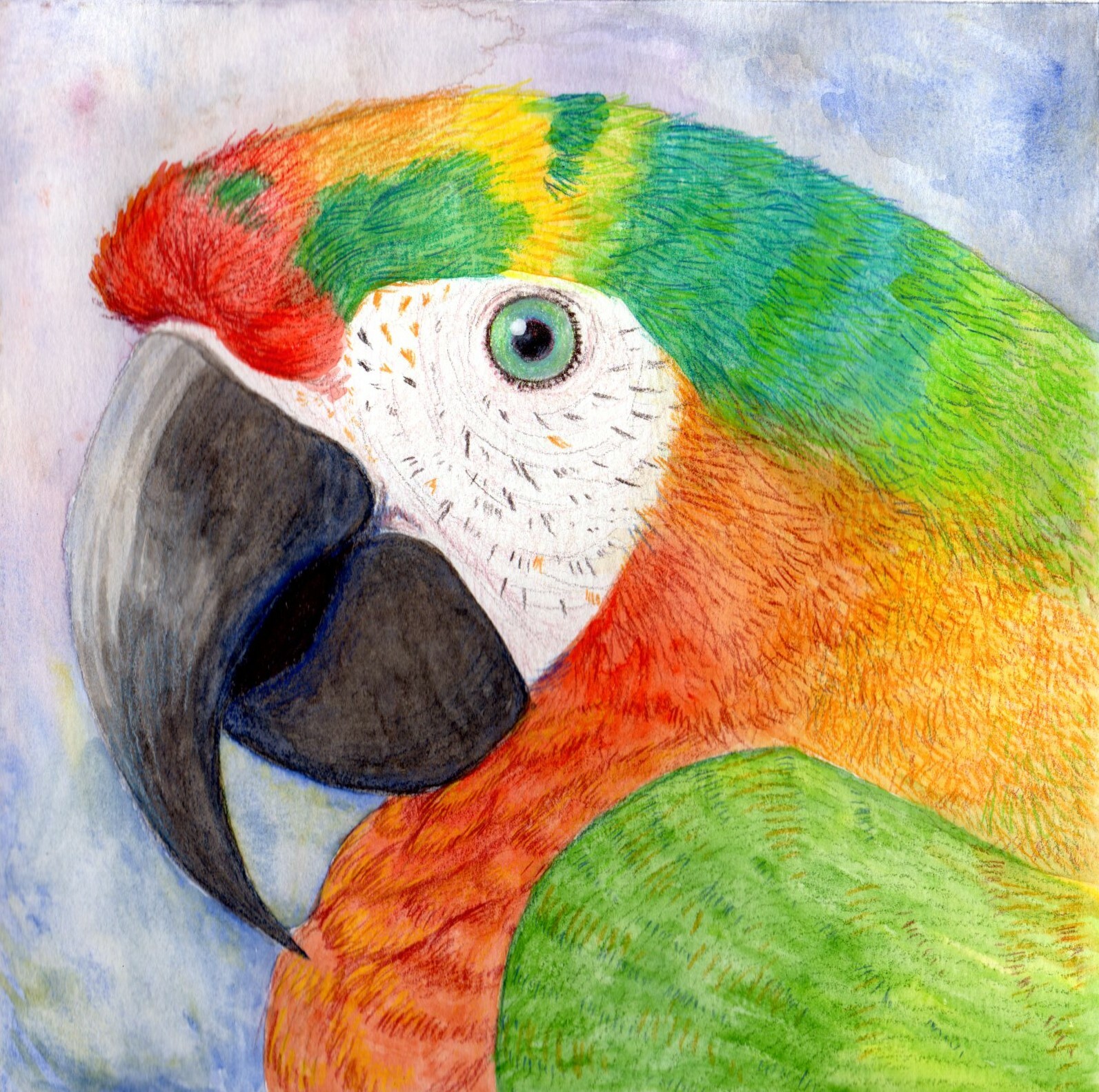 ArtStation - Colorful Parrot (2017)