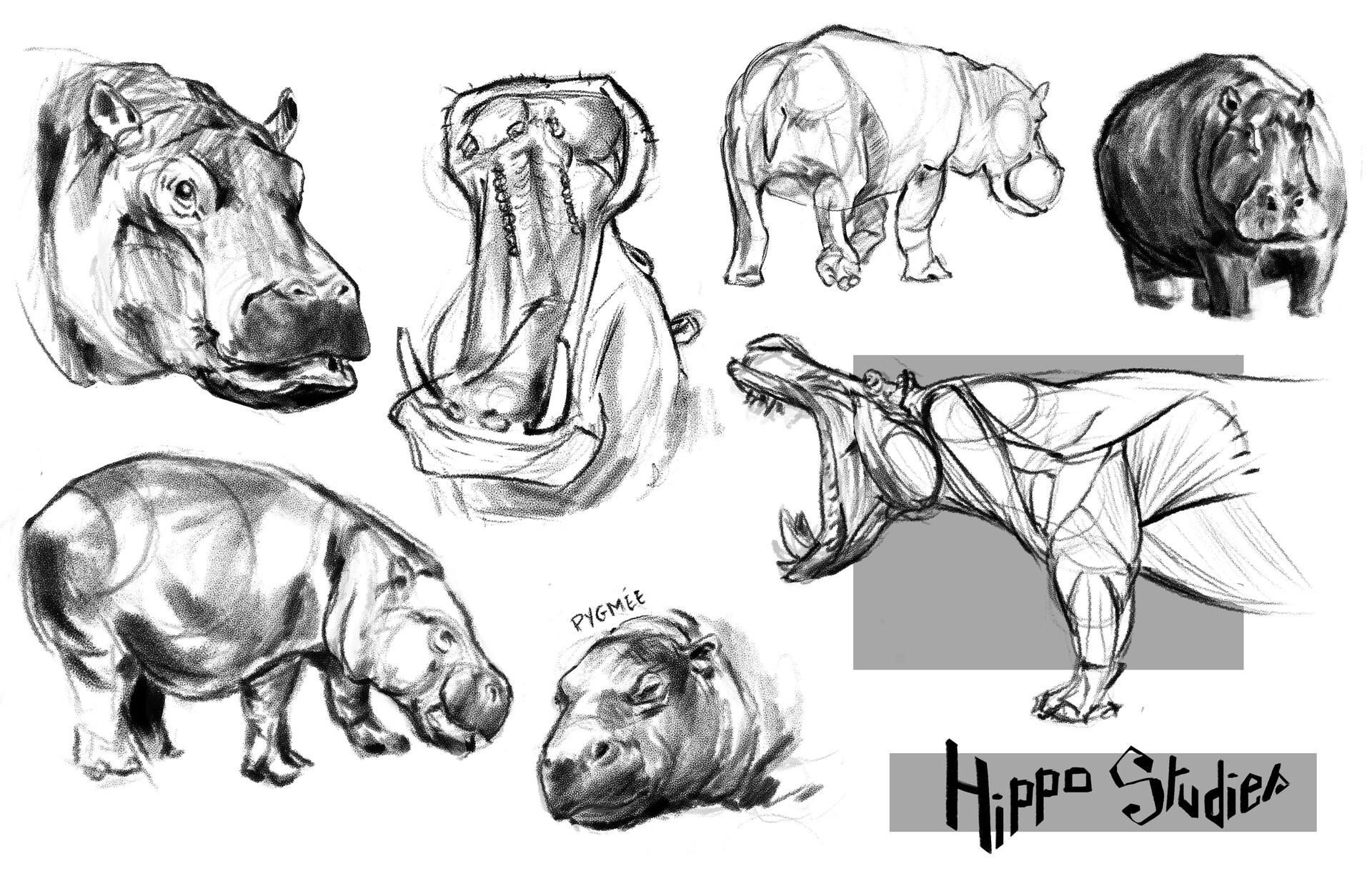 ArtStation - Hippo sketches