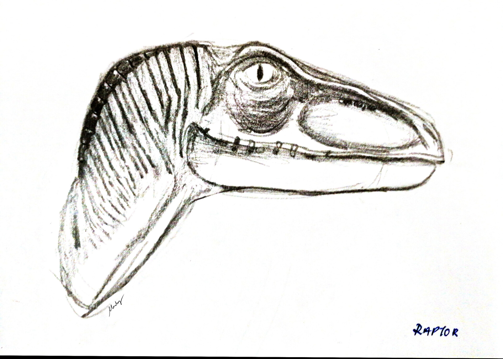 how to draw raptor head
