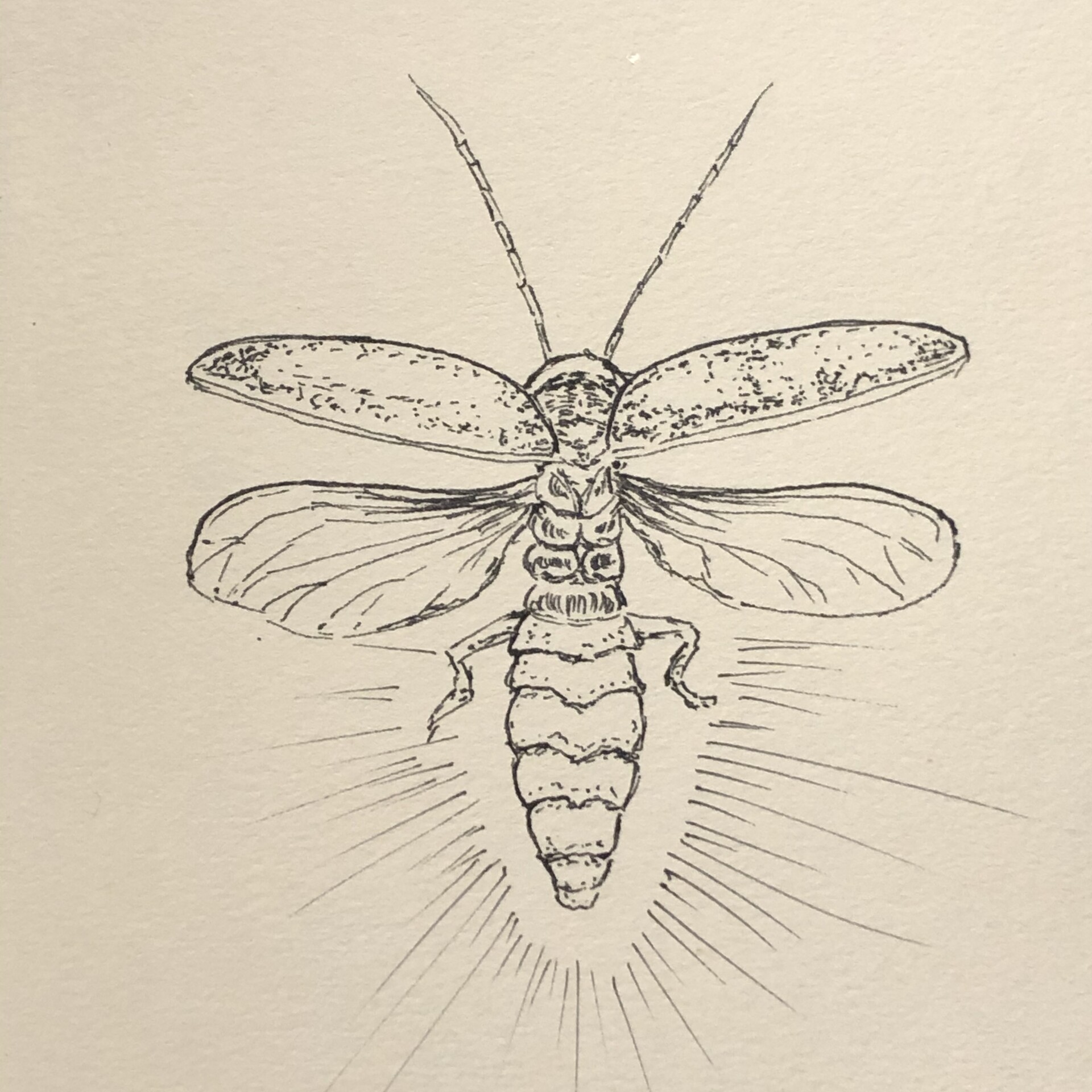 Lightning Bug Drawing