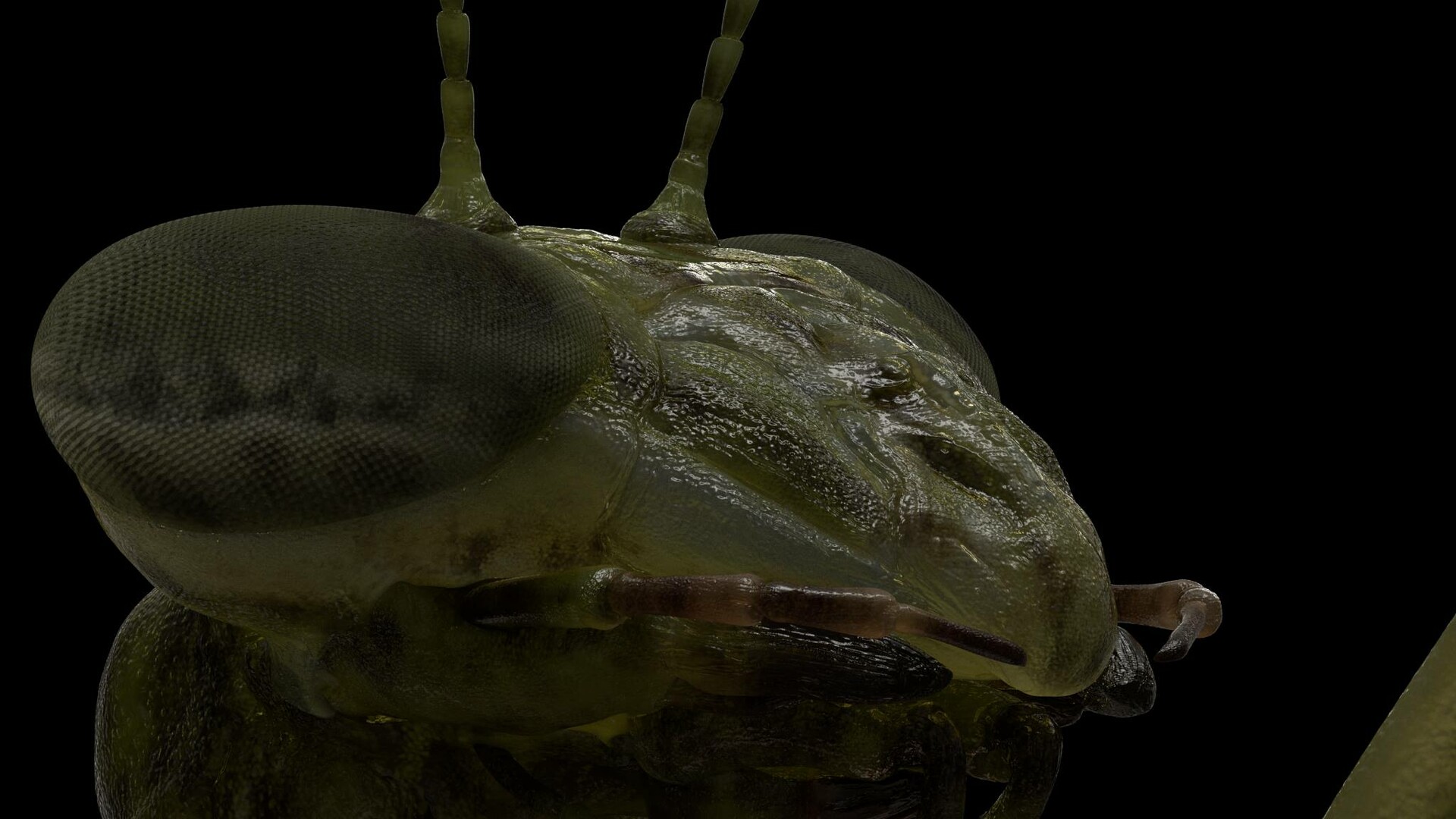 mathieu fournier - Human Mantis