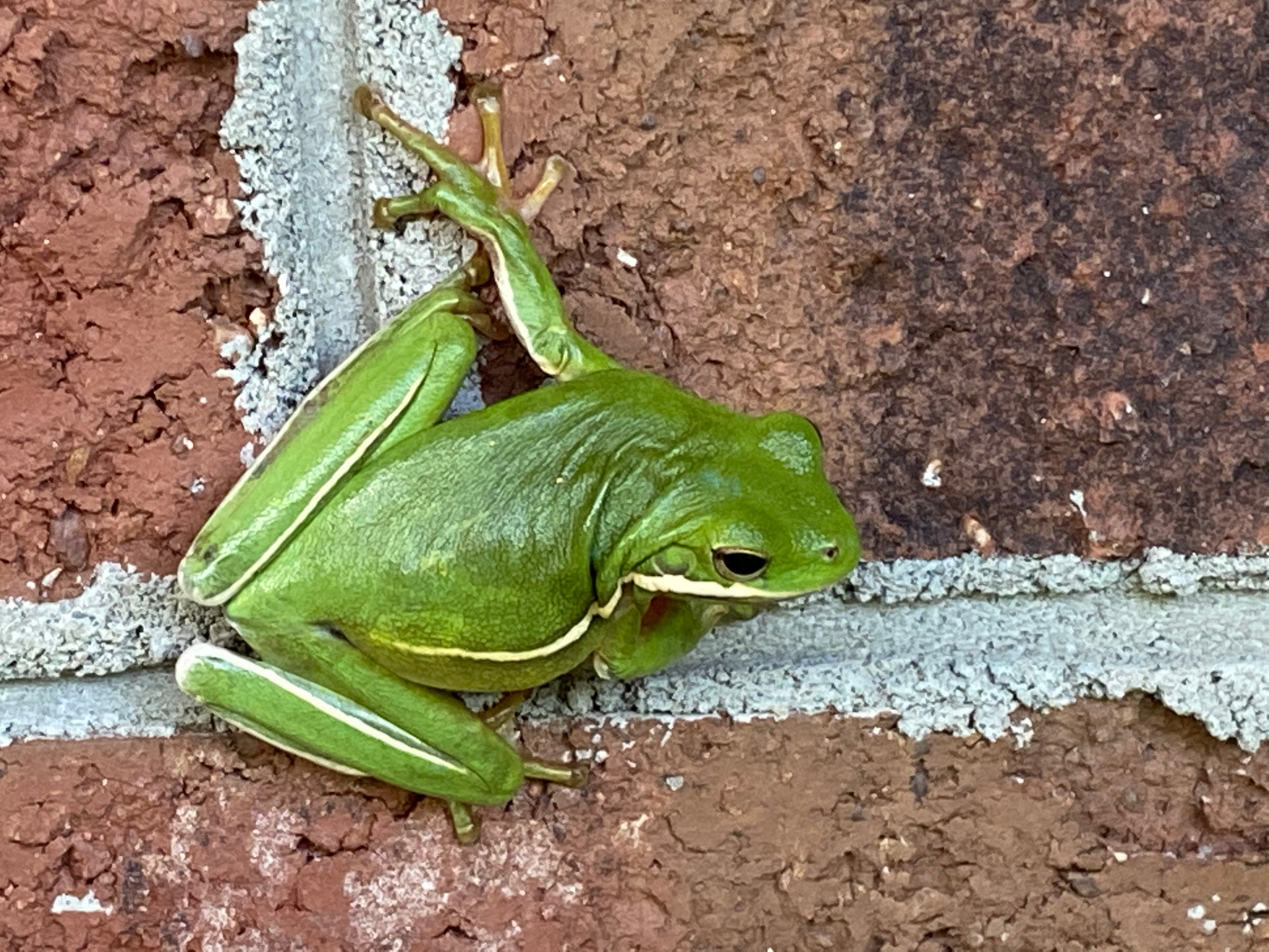 Robert J Zamber - Frog Reference