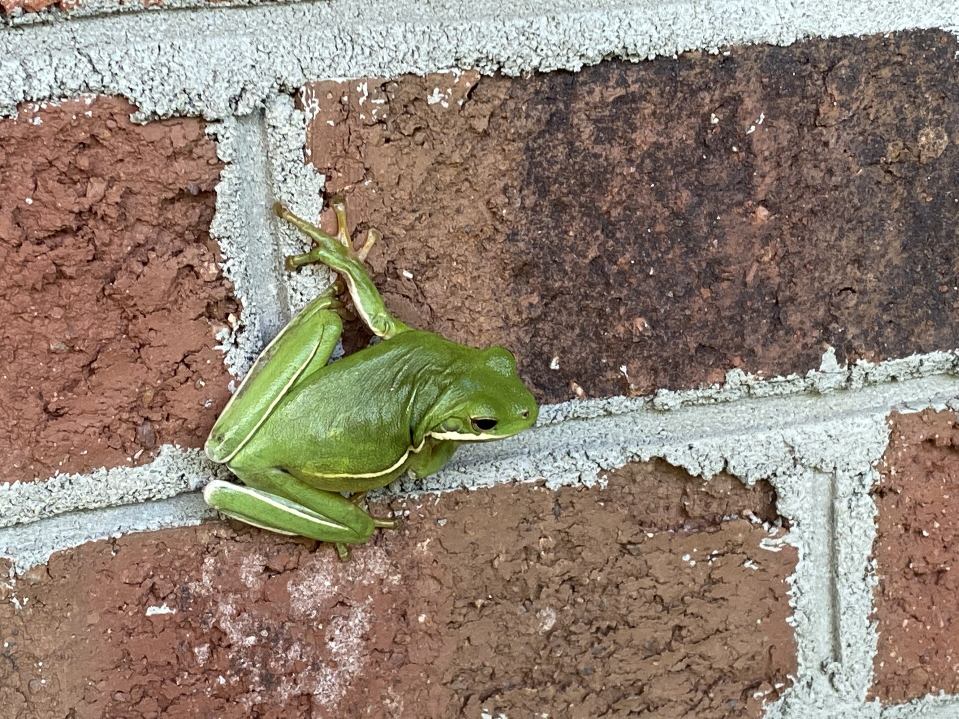 Alakazam - Frog Reference