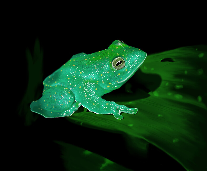 ArtStation - Glass Frog