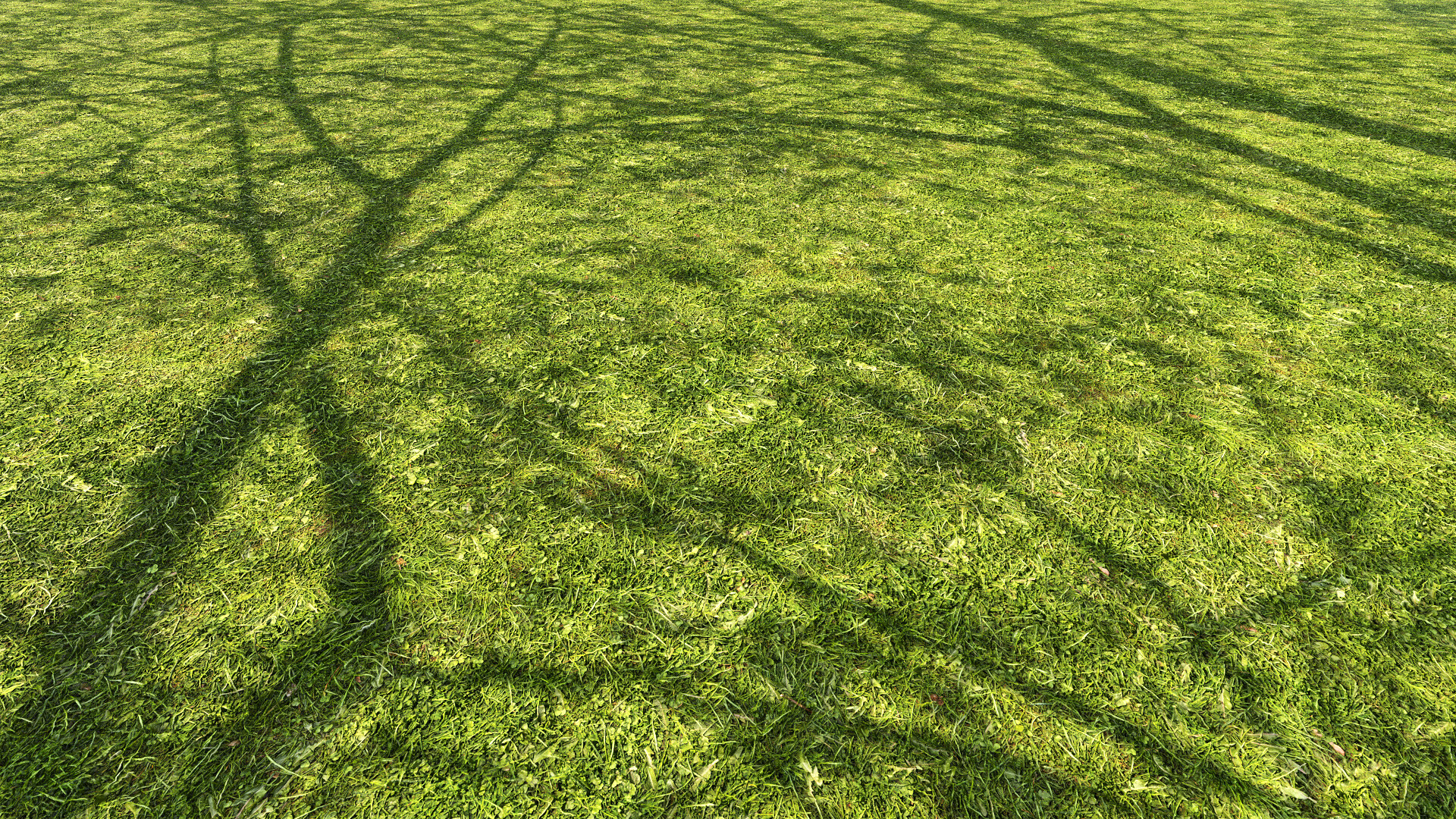 Grzegorz Baran - Grass - Photogrammetry based Environment Texture